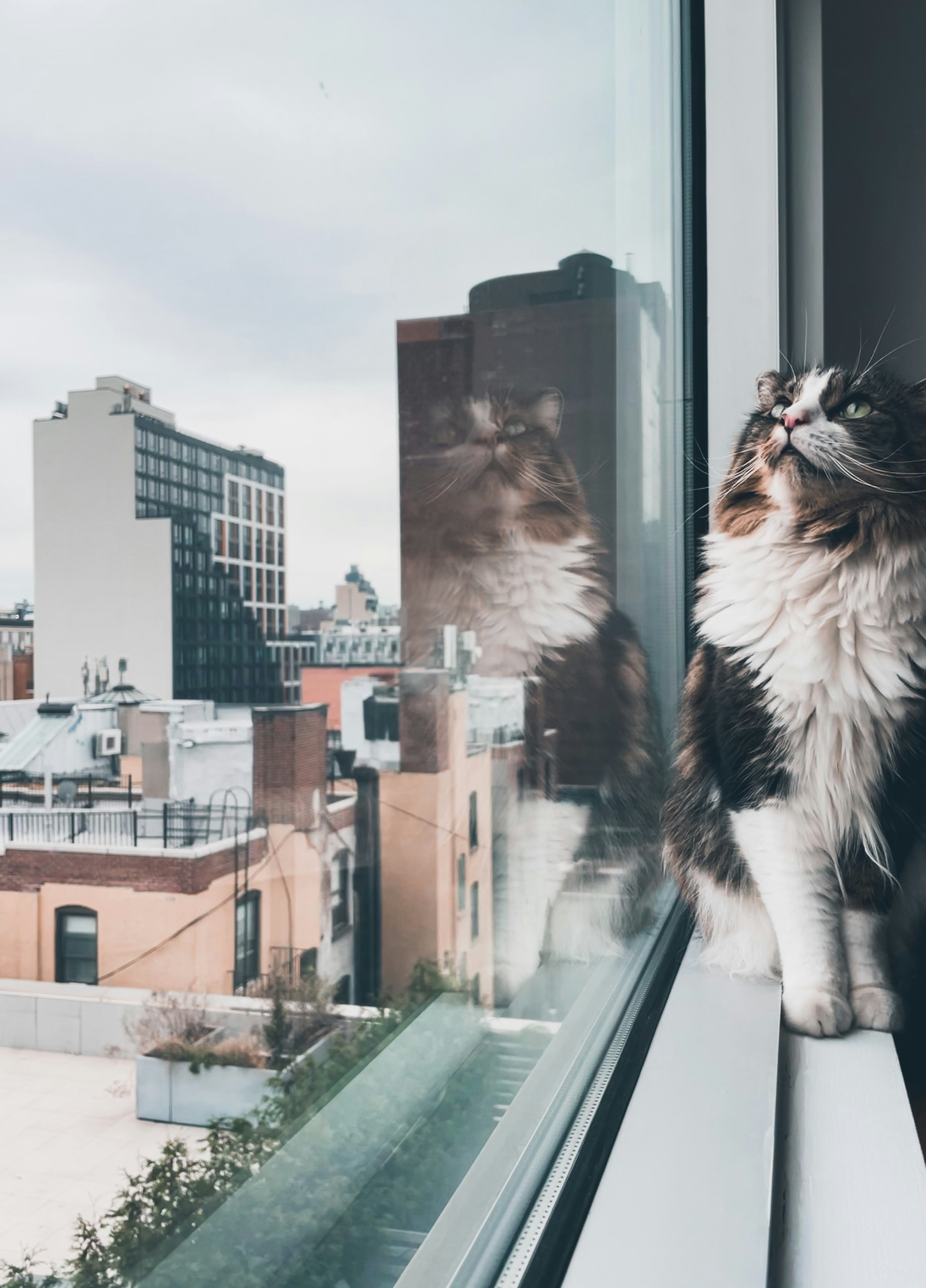 Fluffy cat perched by the window, gazing at the city skyline with a serene expression. Reflections of urban buildings create a layered visual effect.