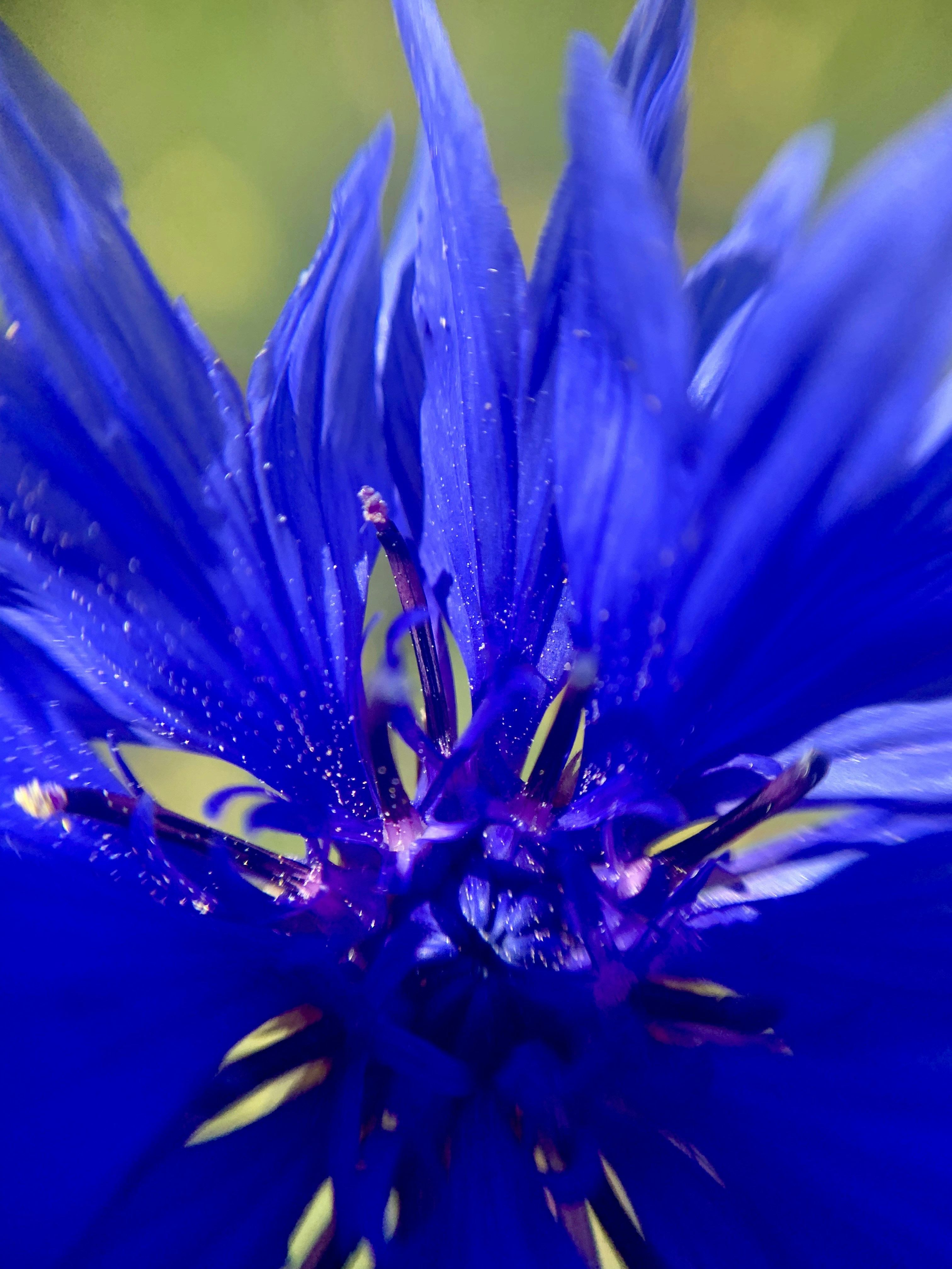 Close-up of a vivid blue flower showcasing intricate petals and delicate details in the center.