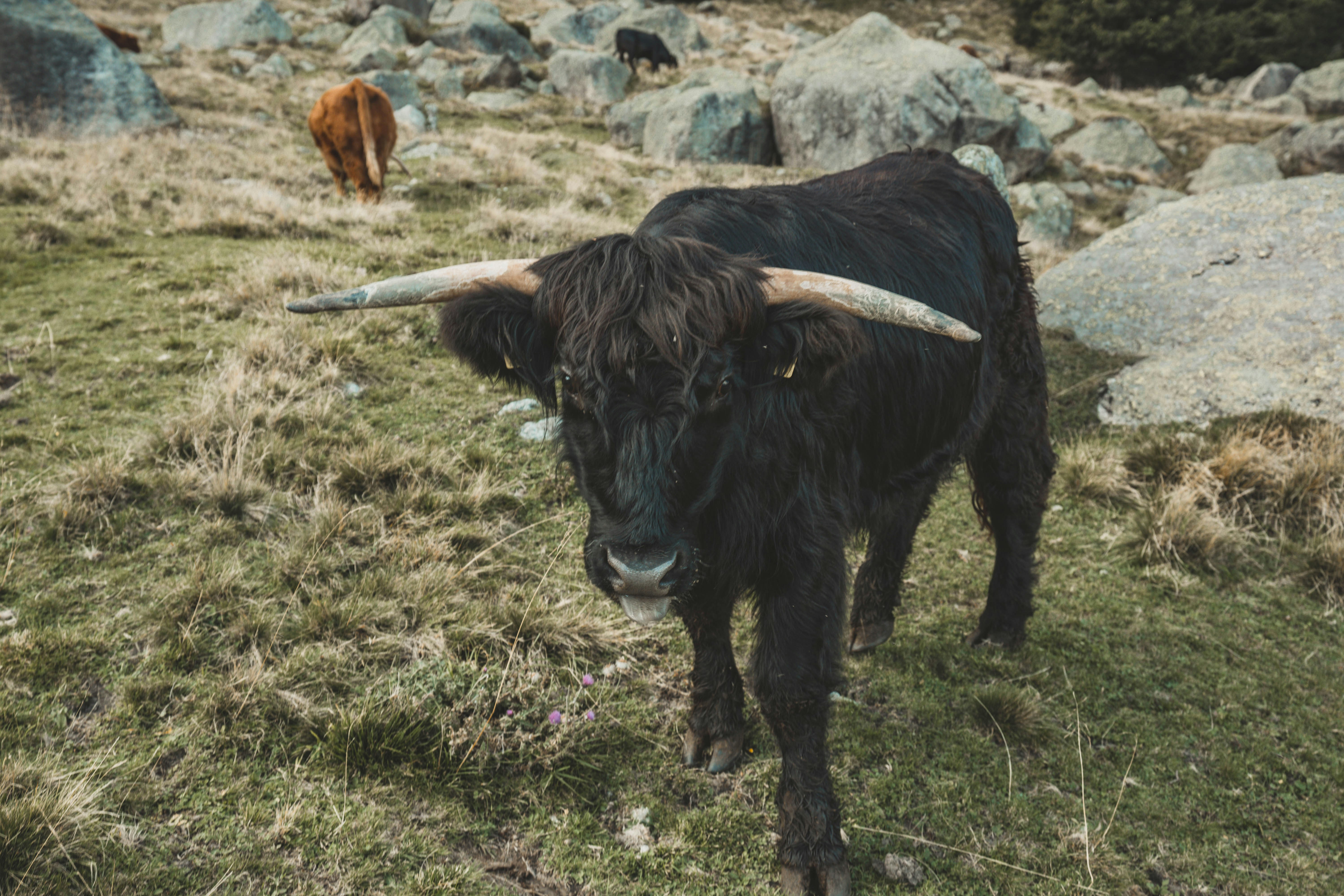 A Highland cow stands prominently in a grassy field, surrounded by rocky terrain and distant cattle. The scene captures the essence of pastoral life in the Scottish Highlands.