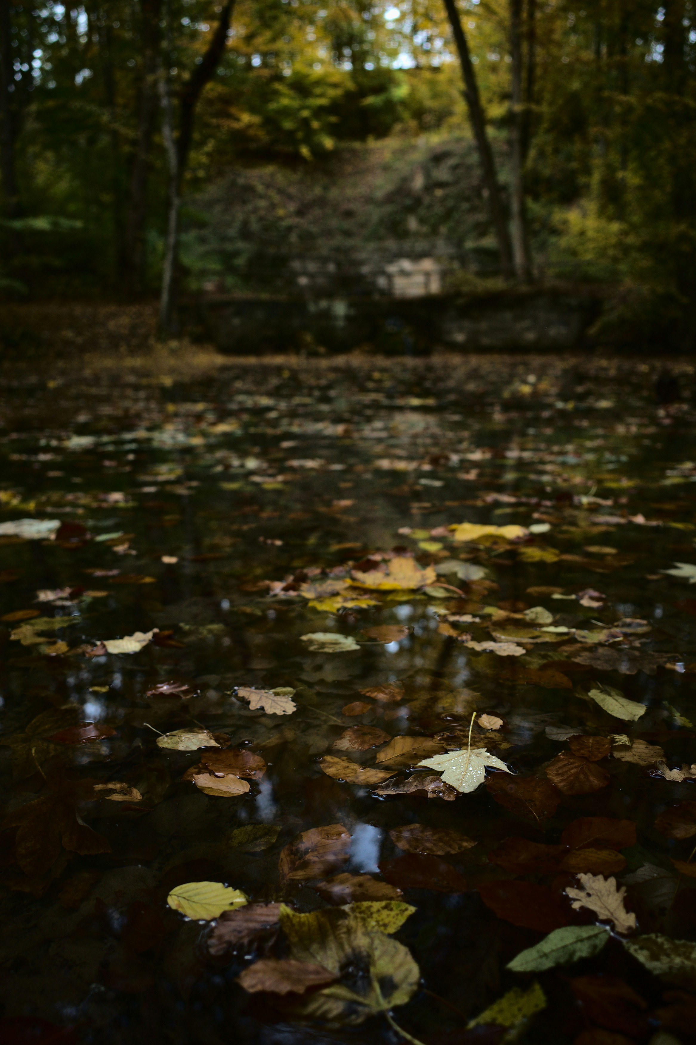 Floating Fall: Leaves Adrift on a Quiet Pond