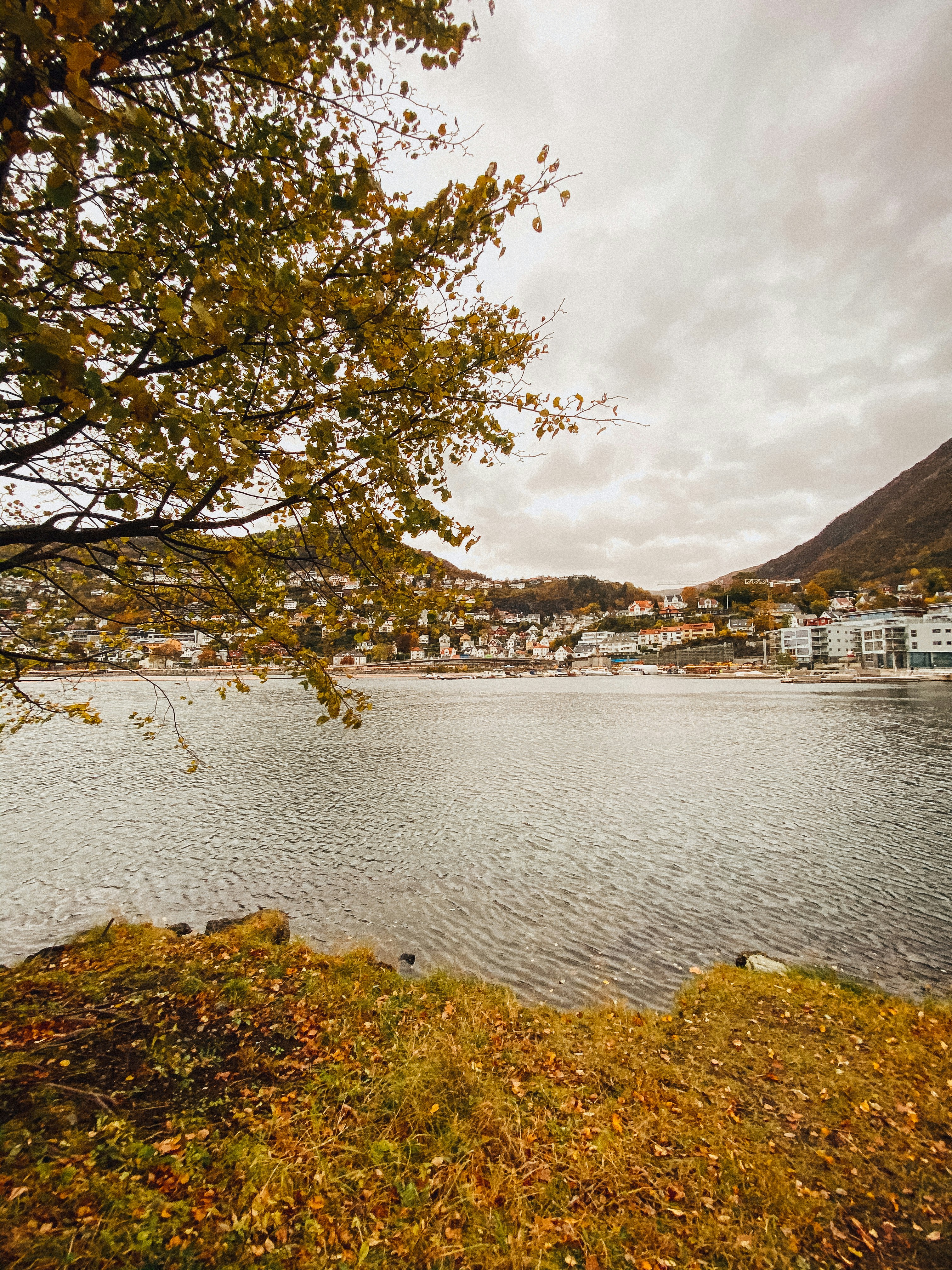 green trees near body of water under cloudy sky during daytime
