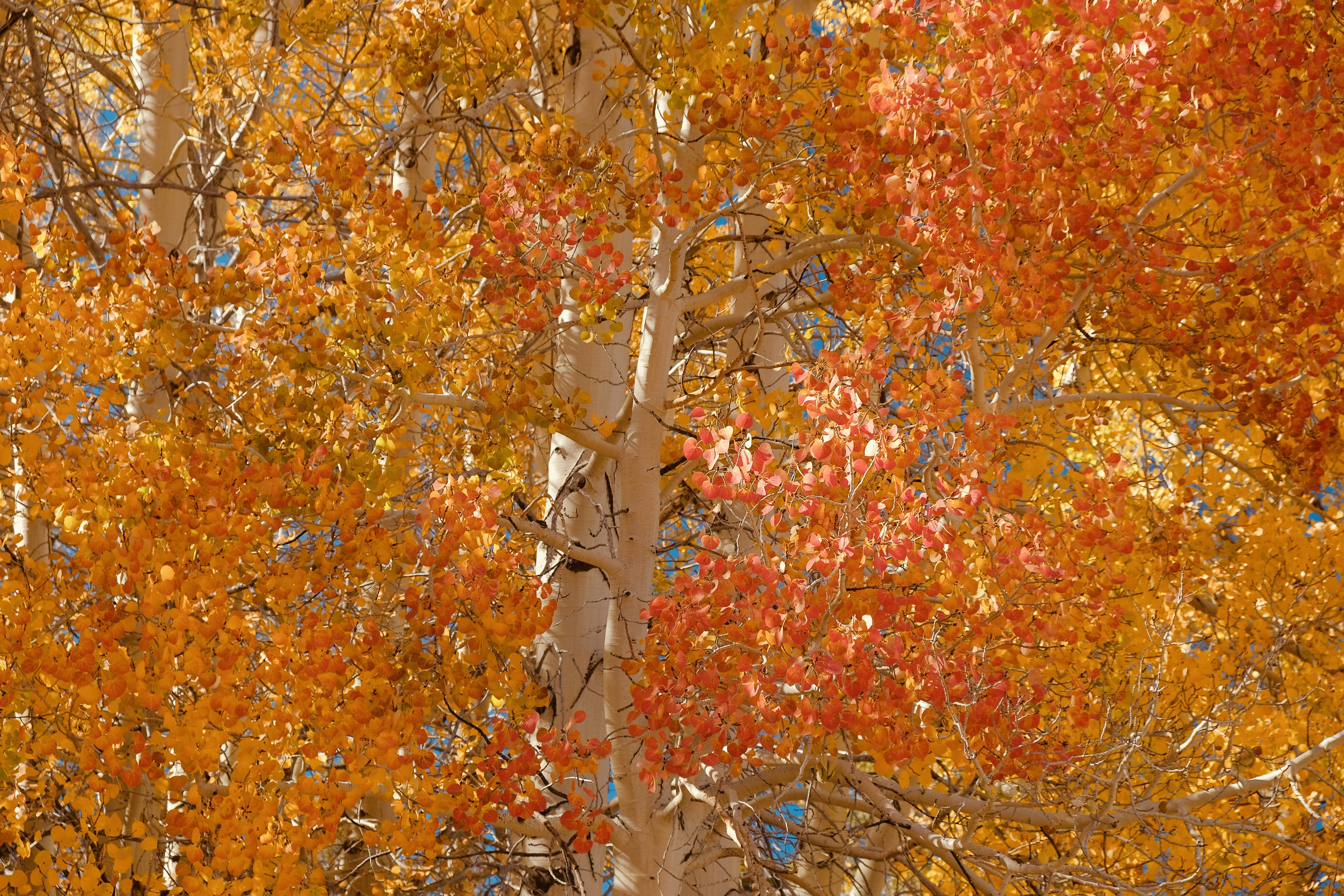 brown and orange leaves tree