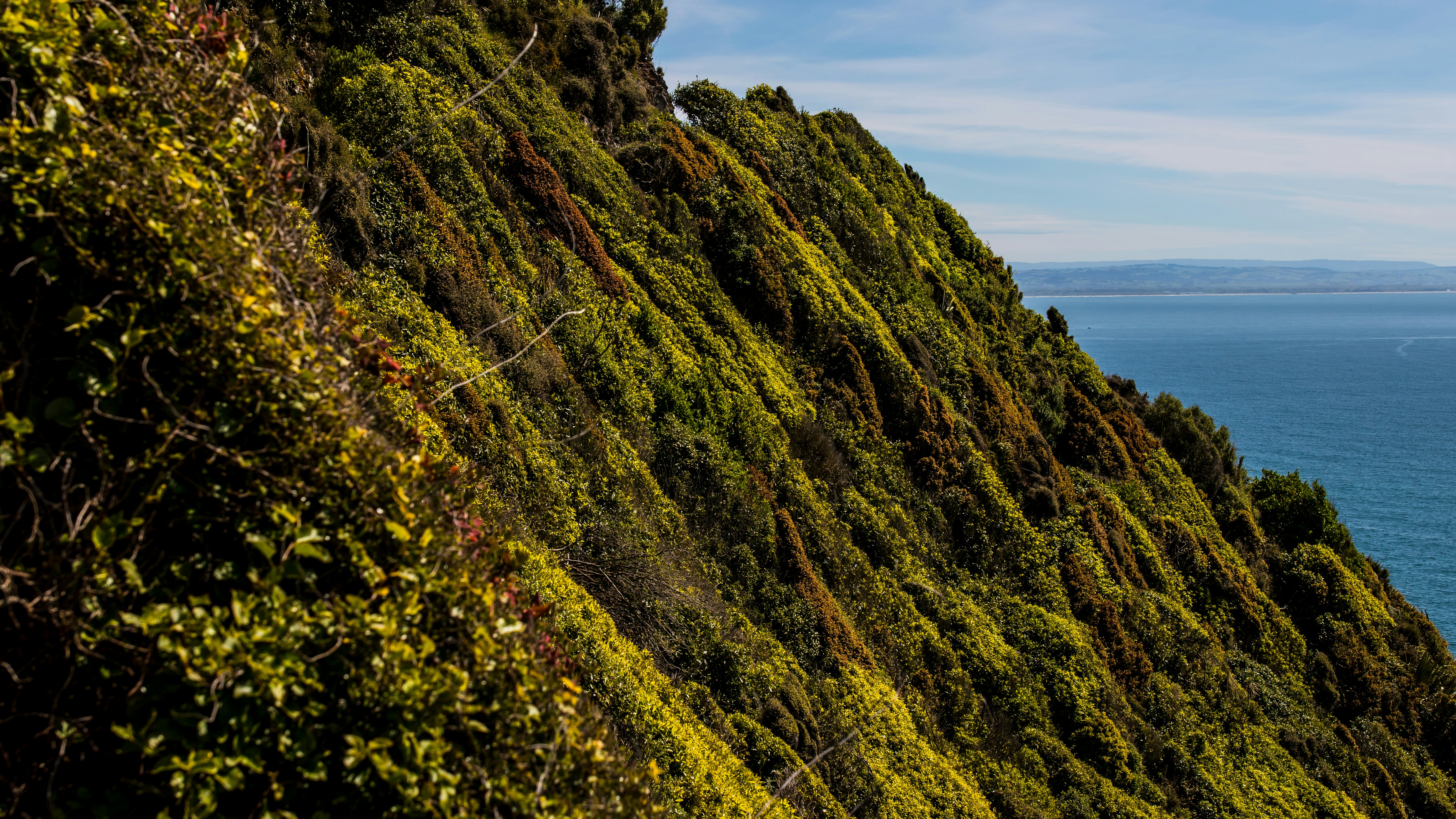 Verdant Coastal Ridge Leaning Toward the Blue Horizon