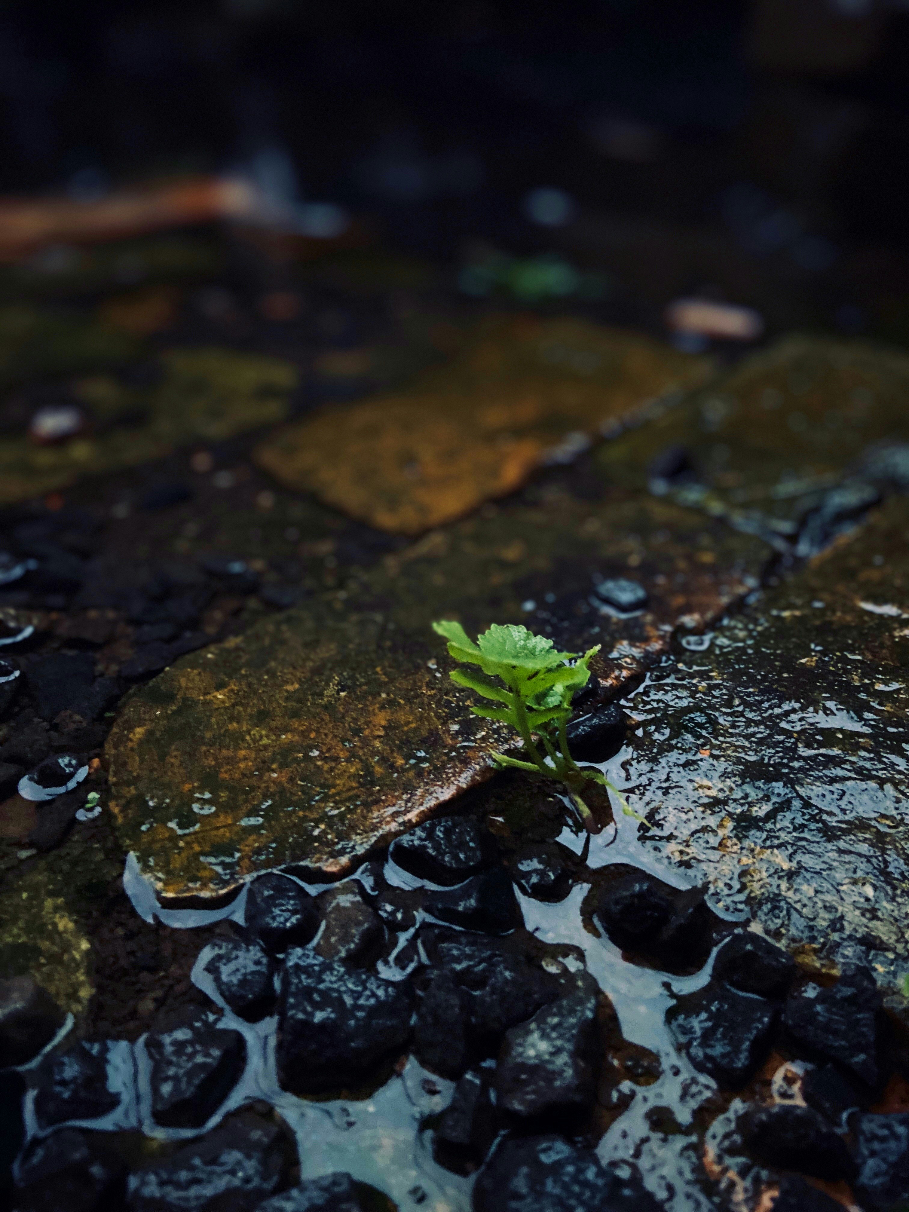 Lone Sprout in a Wet-Stone Microscape