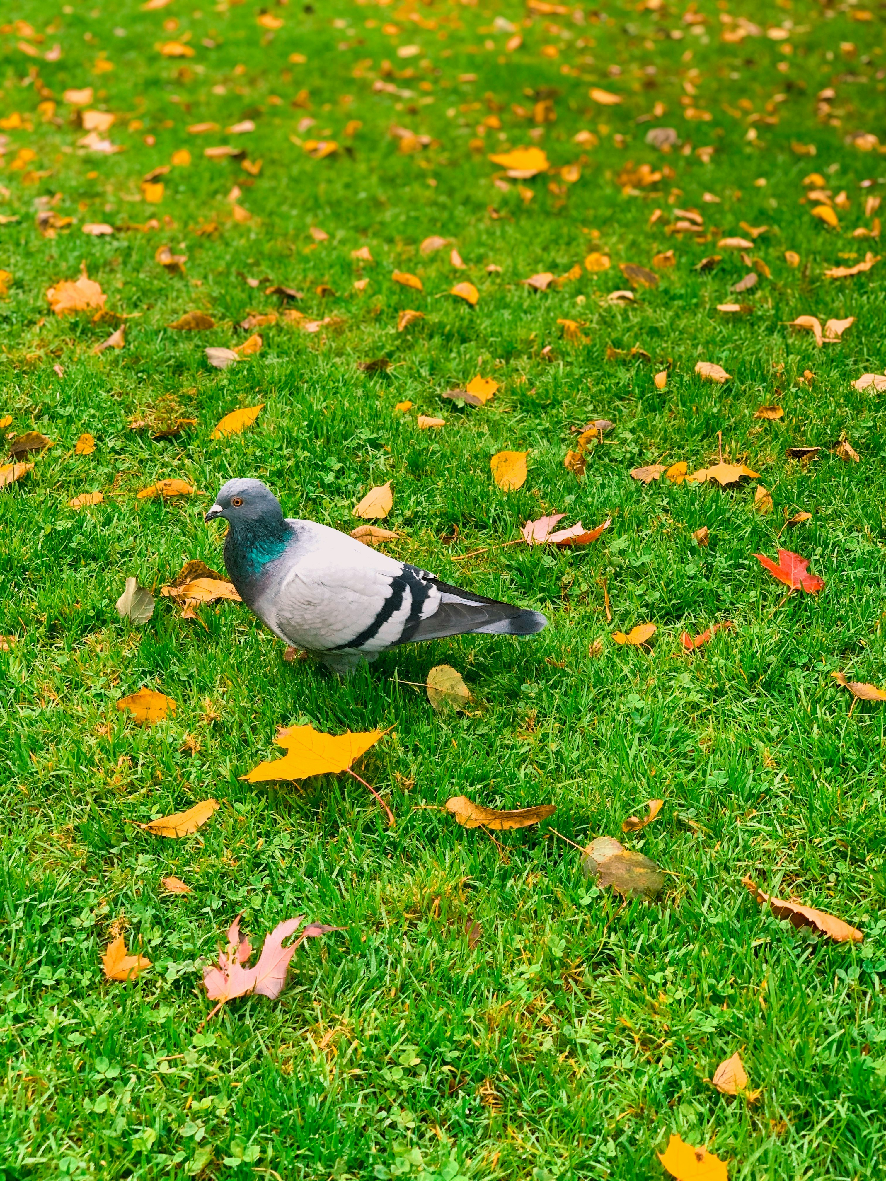 A lone pigeon stands on a lush green lawn scattered with autumn leaves, captured in natural daylight.