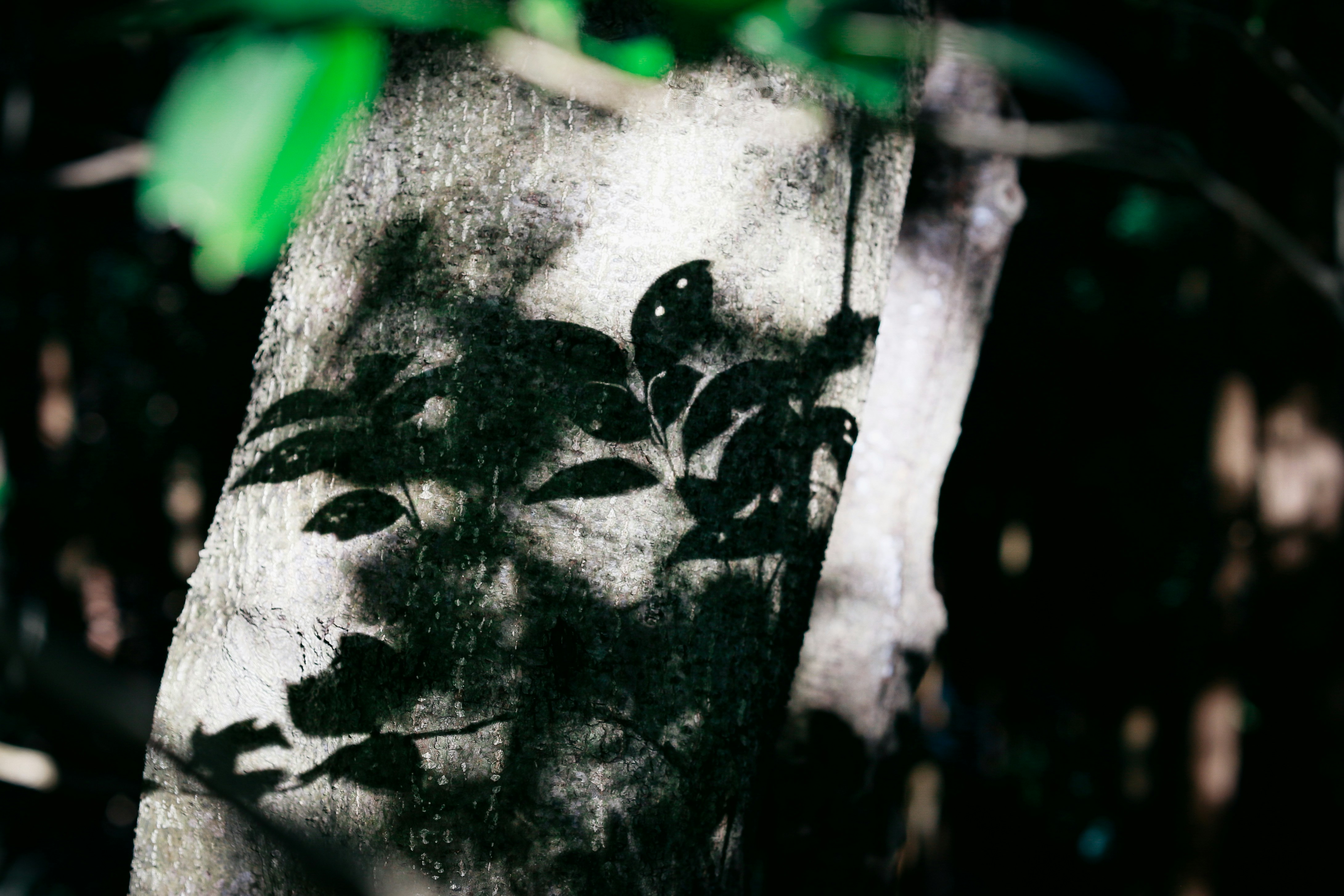 Shadowed Leaves on a Weathered Trunk
