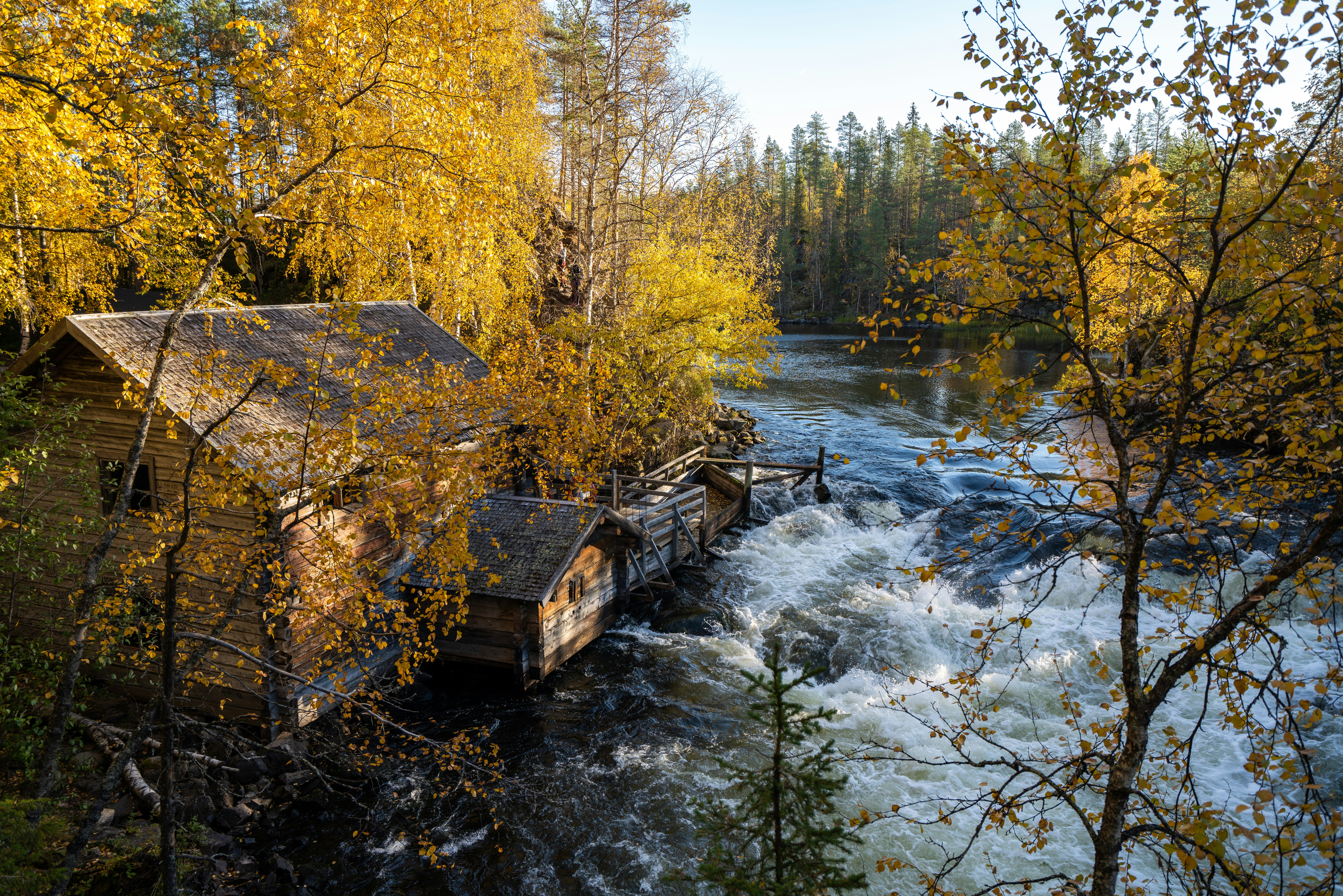 Rustic cabin nestled among golden autumn trees beside rushing river rapids in Finland.