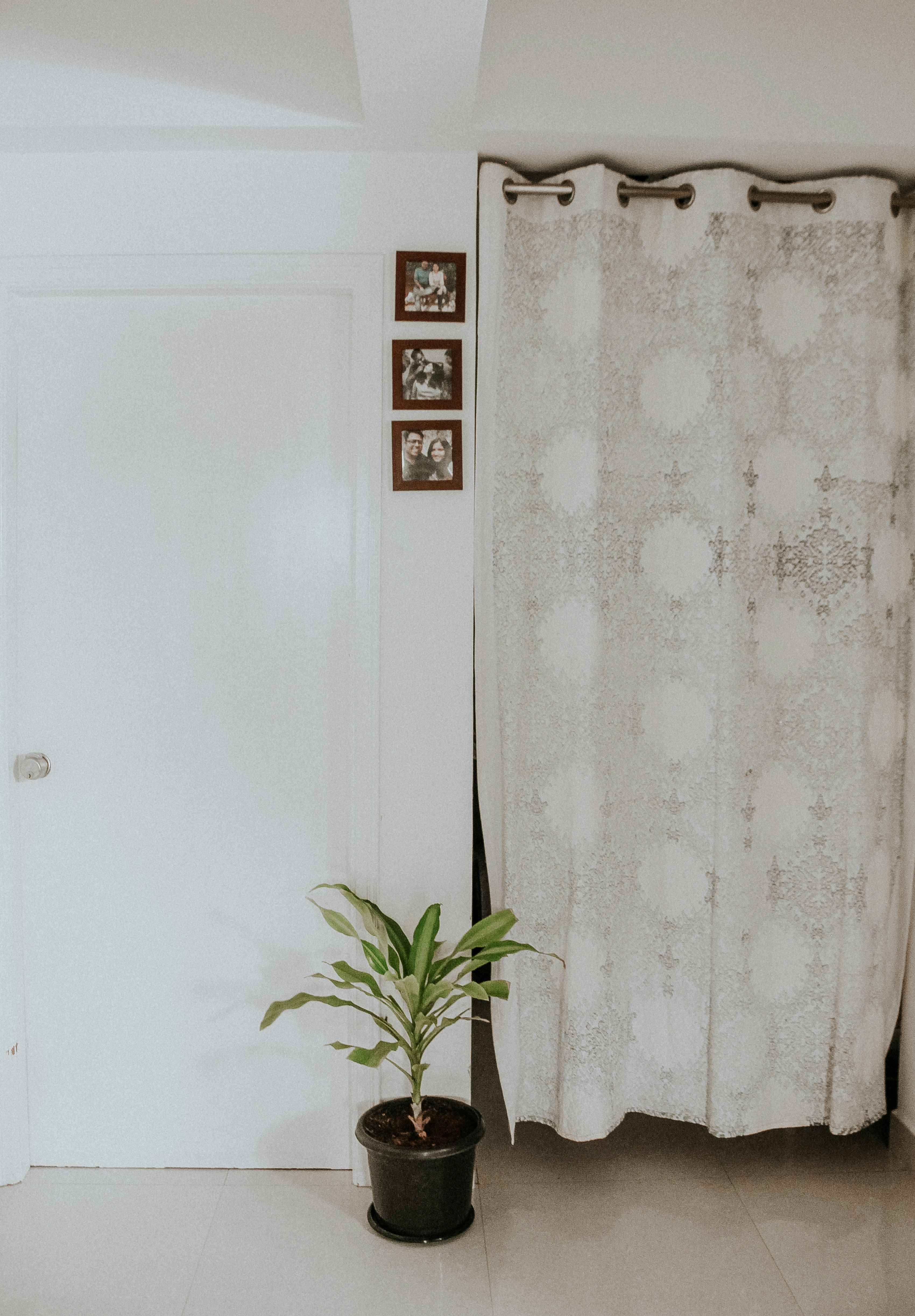 Indoor scene featuring a potted plant beside a closed door, with framed photos hanging on the wall and a patterned curtain partially obscuring the view.
