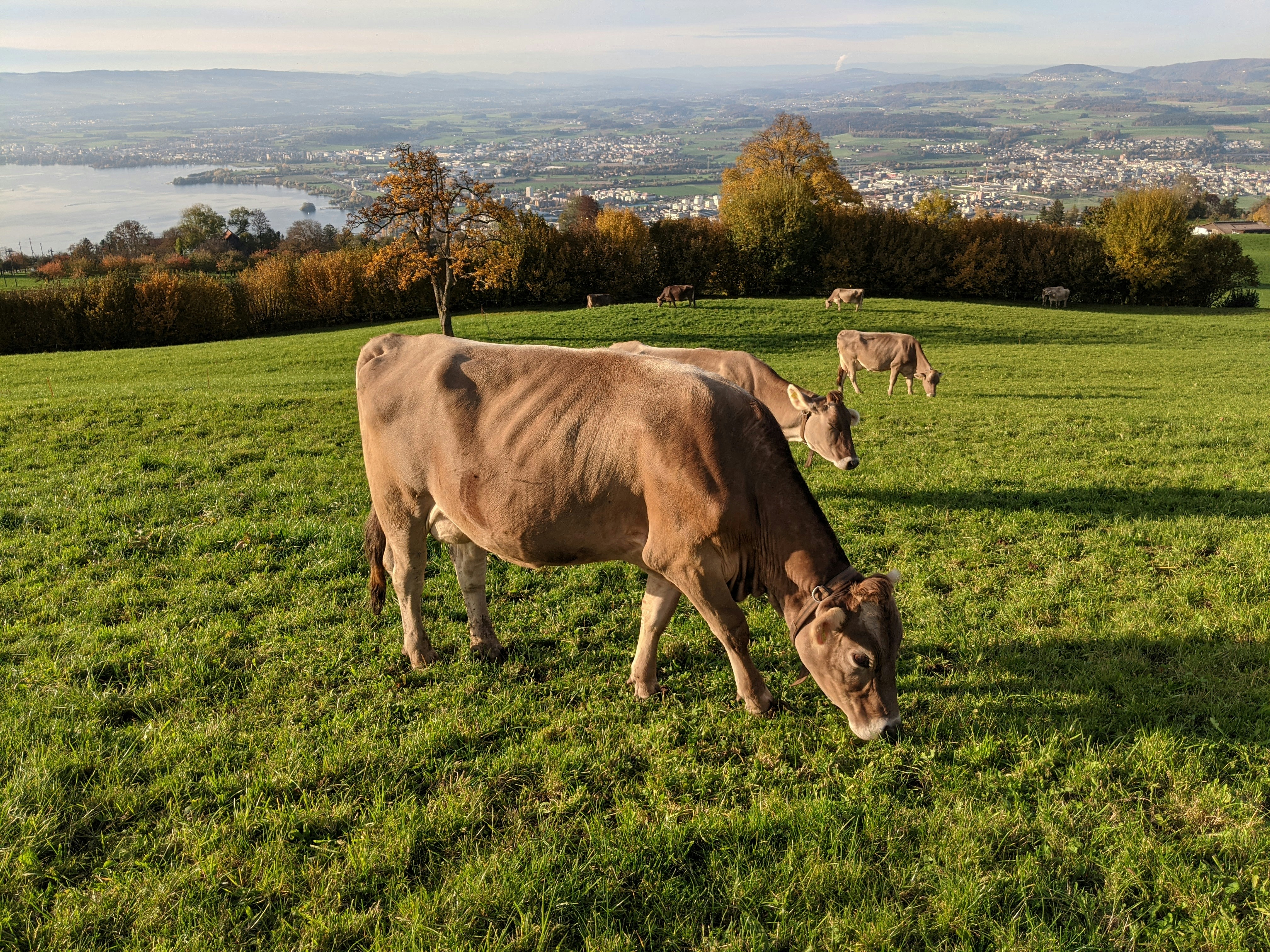 Pasture Figures: A Brown Cow Grazes as Distant Herds Loosen the Horizon