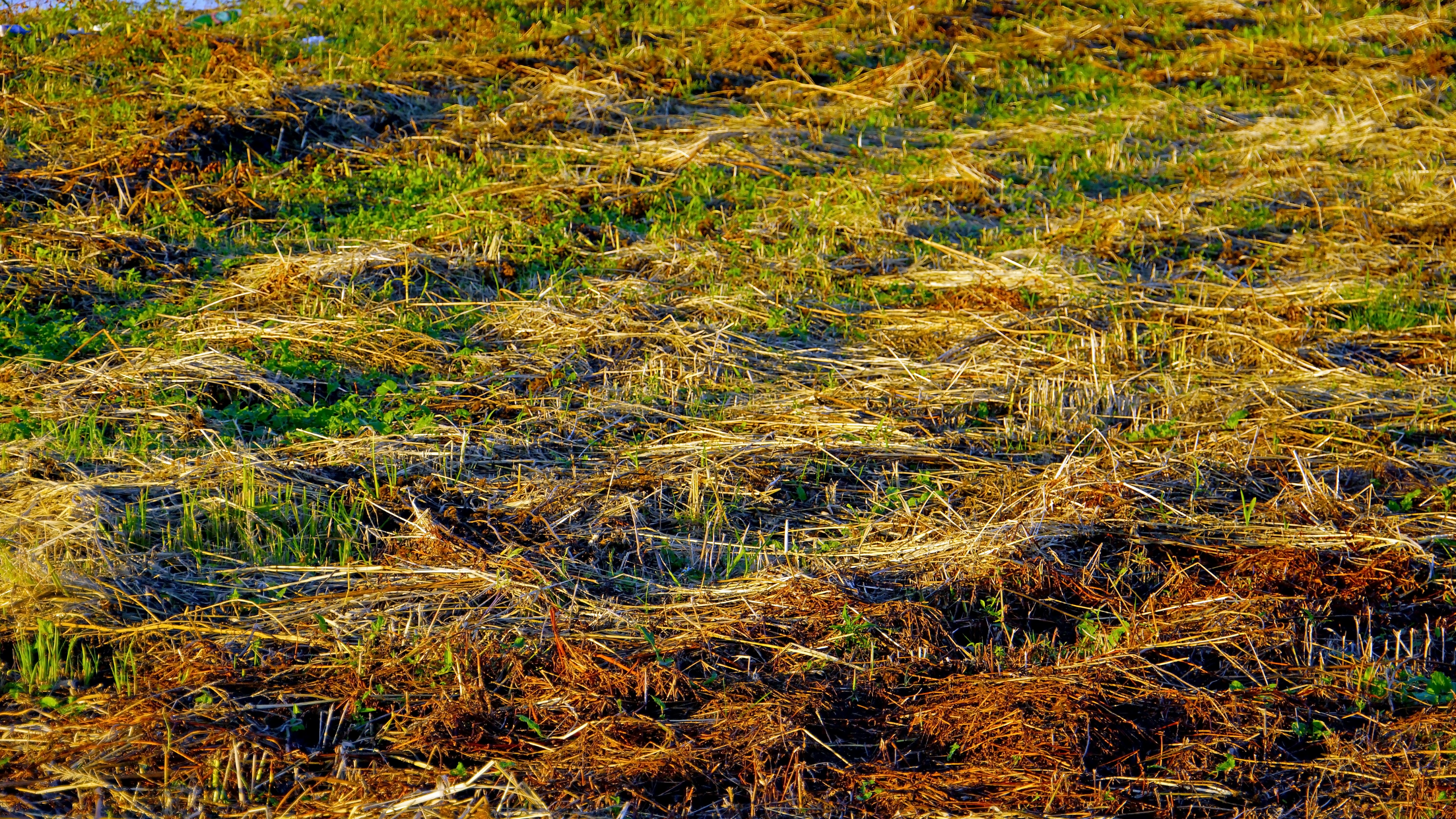 Grass Ground Pictures | Download Free Images on Unsplash