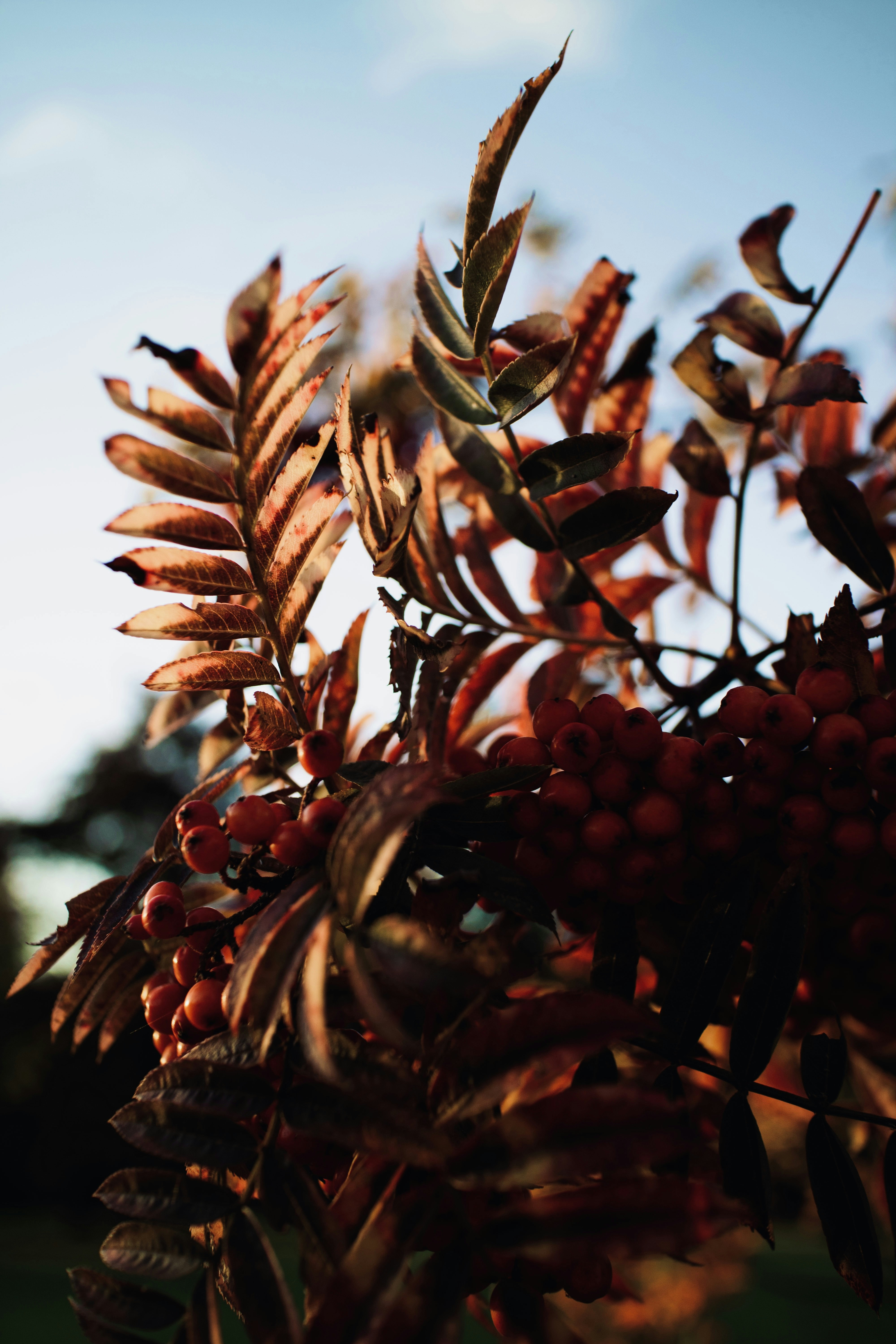 Autumn Berries in Backlit Quiet