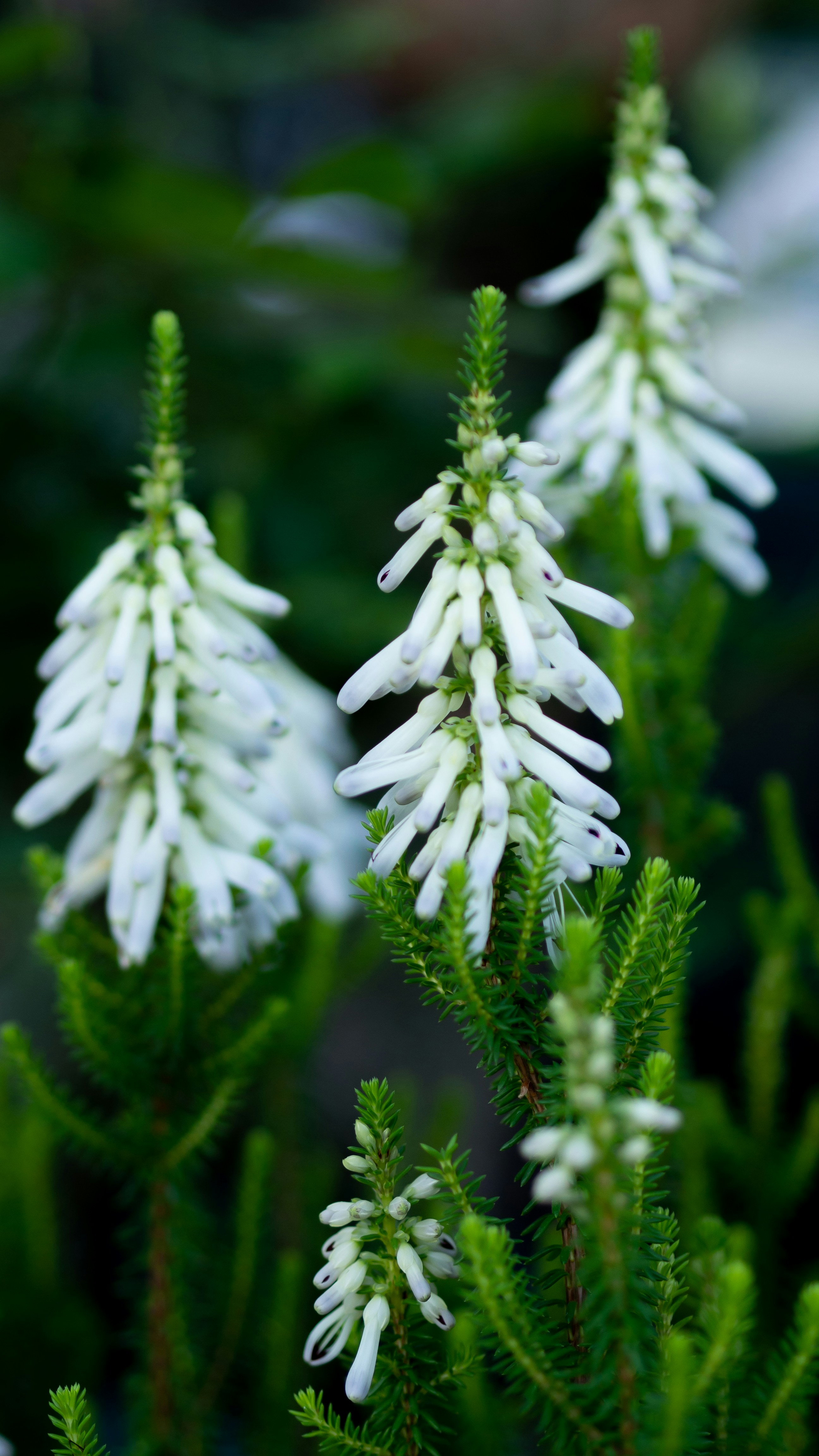 Cluster of white flowers resembling miniature sculptures, surrounded by lush green foliage.