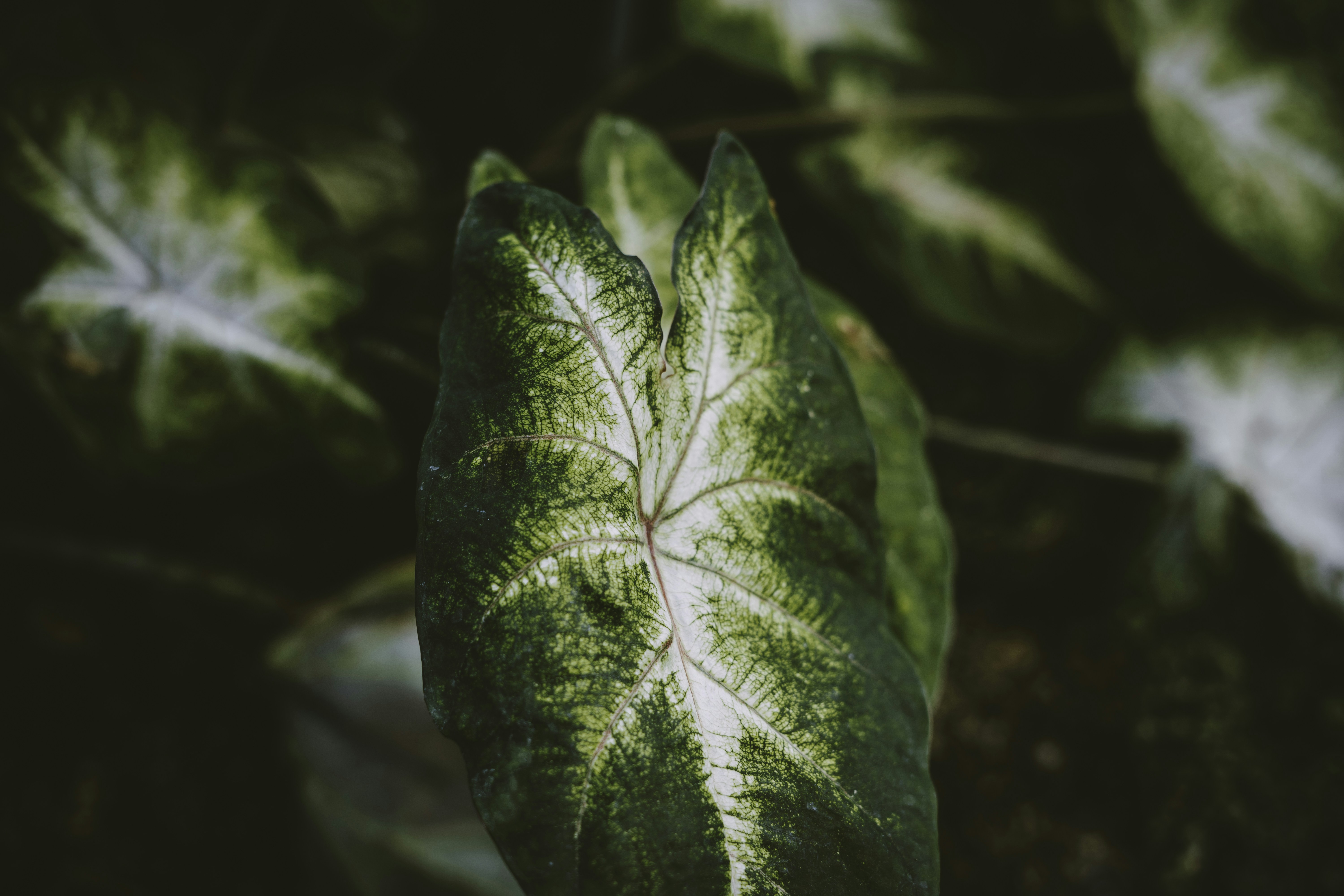 Sun-Kissed Vein Canvas: A Close-Up on Leaf Texture