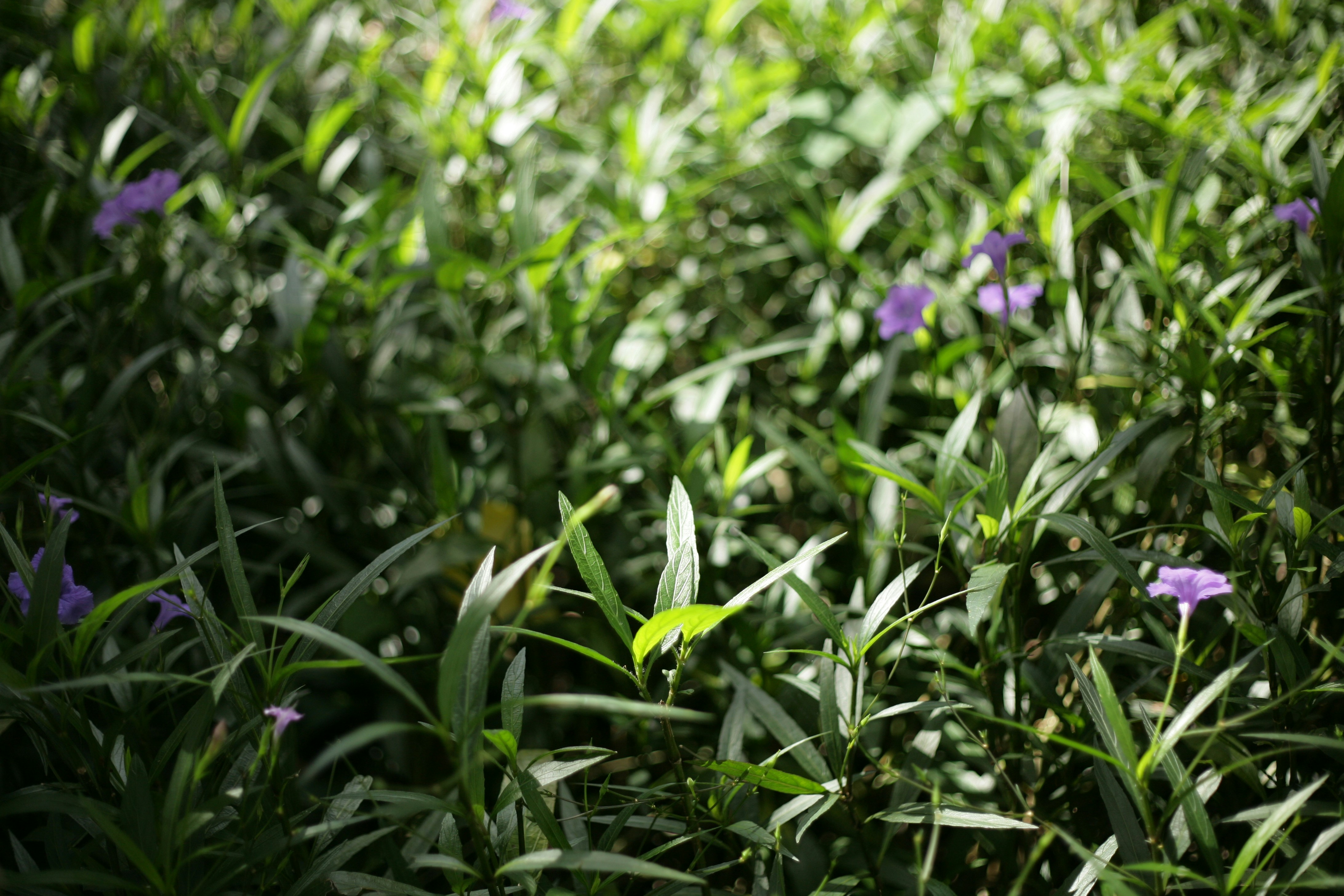 Fleur violette au milieu d’un champ d’herbe verte photo – Photo Plante ...