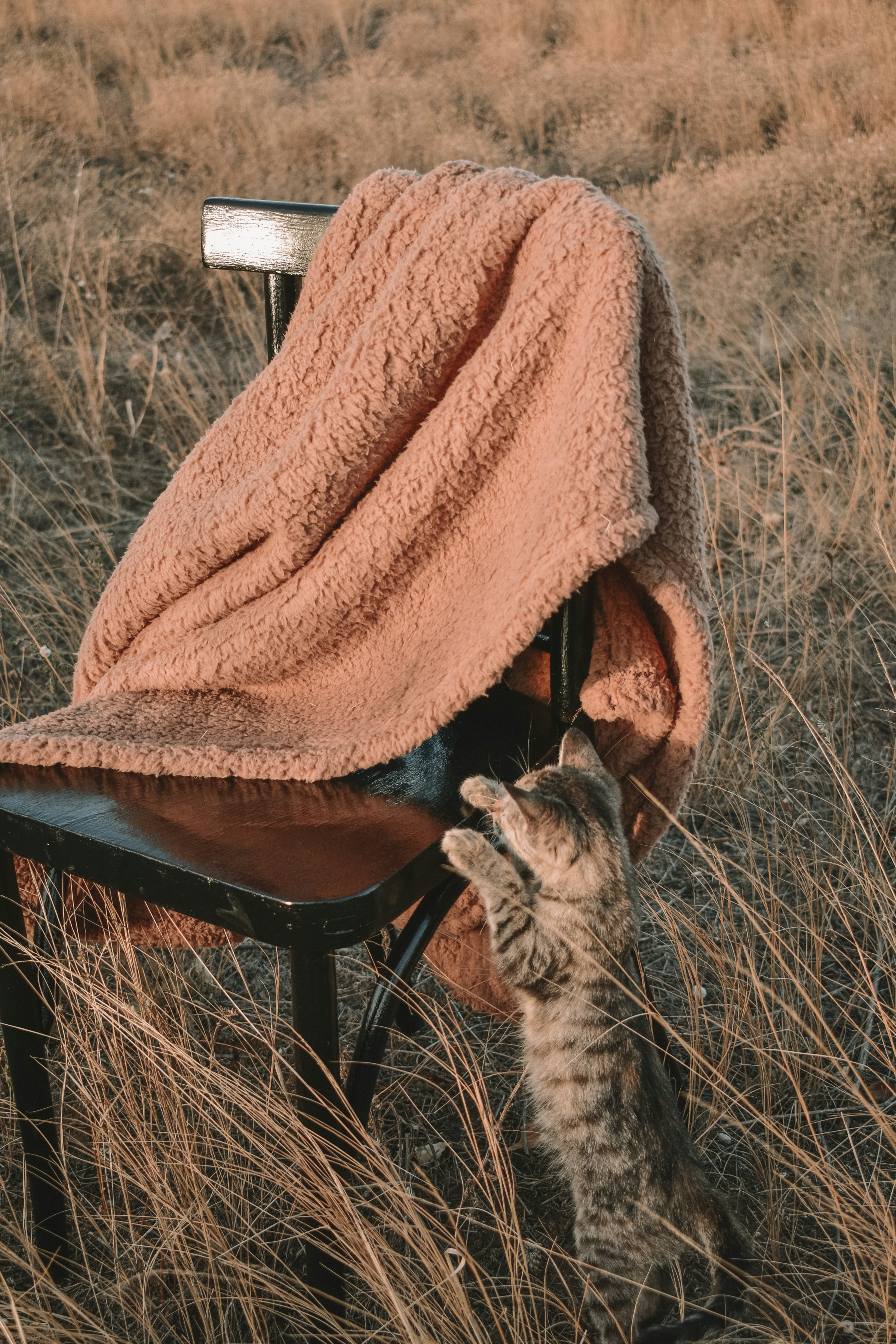 A playful tabby cat reaching for a chair draped with a soft blanket in a golden field. The scene captures a moment of curiosity amidst nature's tranquility.
