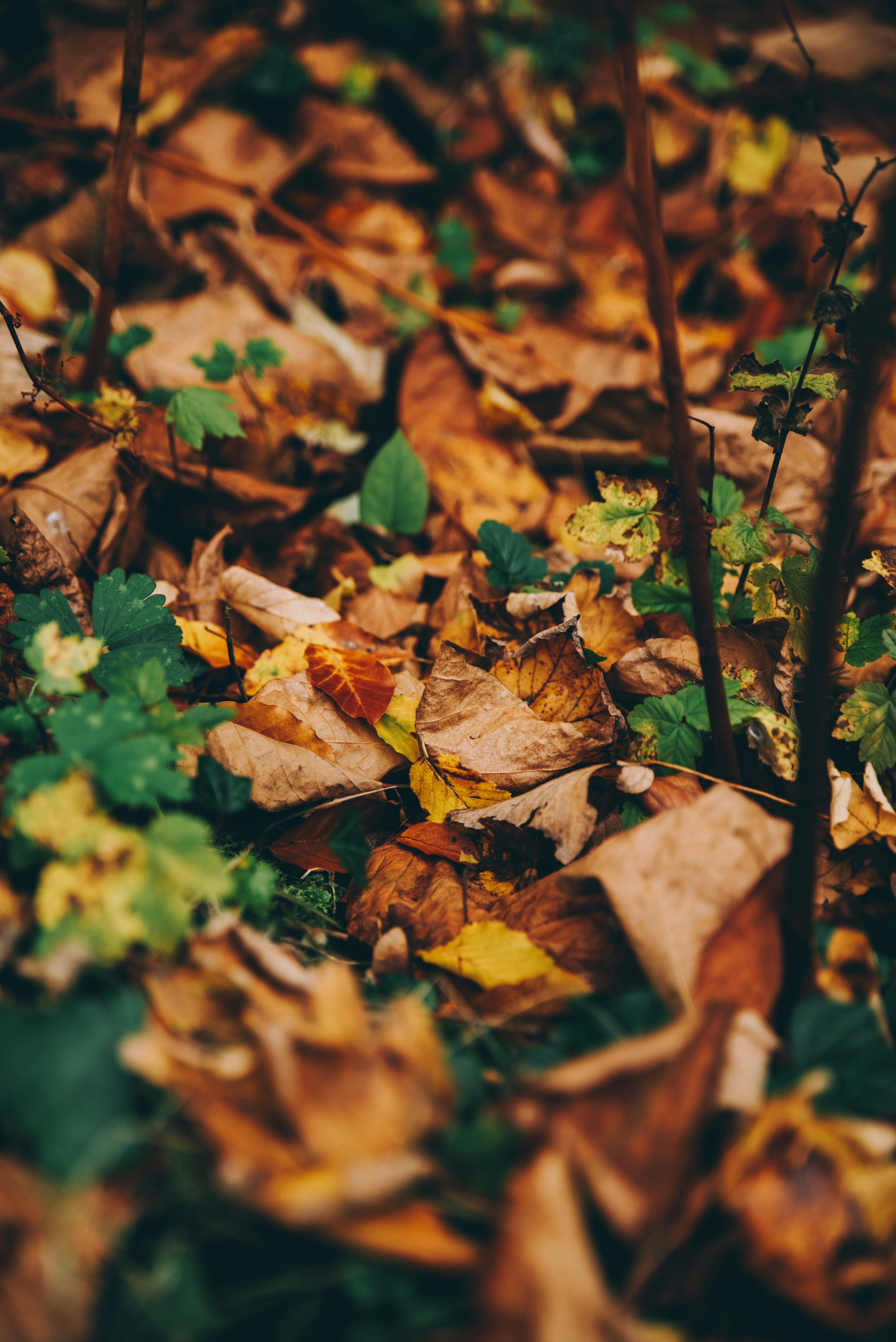 A close-up view of a forest floor blanketed with vibrant autumn leaves and green foliage. The interplay of colors creates a rich, textured scene.