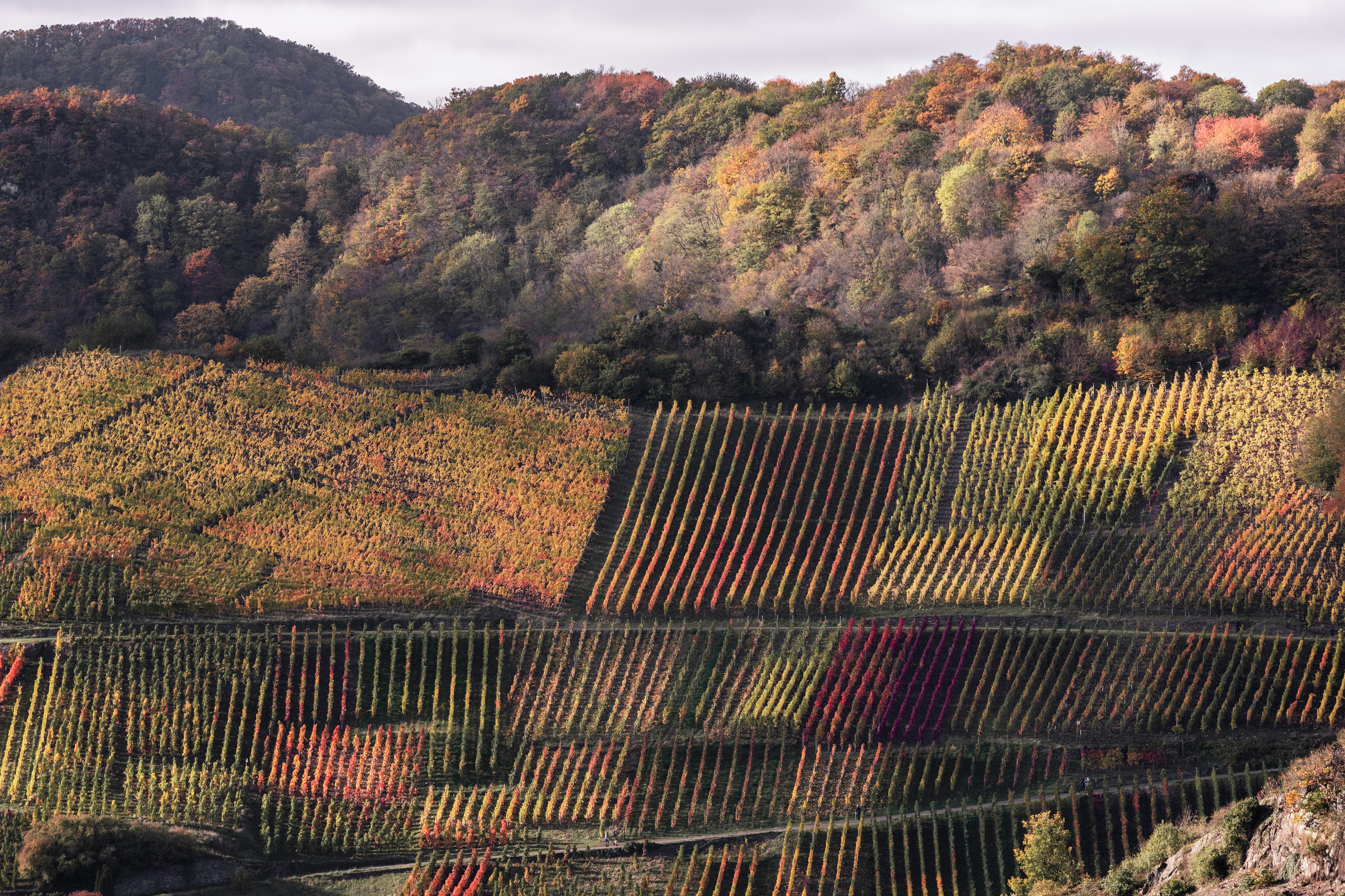 Vibrant vineyard rows showcase a striking array of autumn colors against a backdrop of rolling hills. The landscape highlights the seasonal transition in a picturesque agricultural setting.