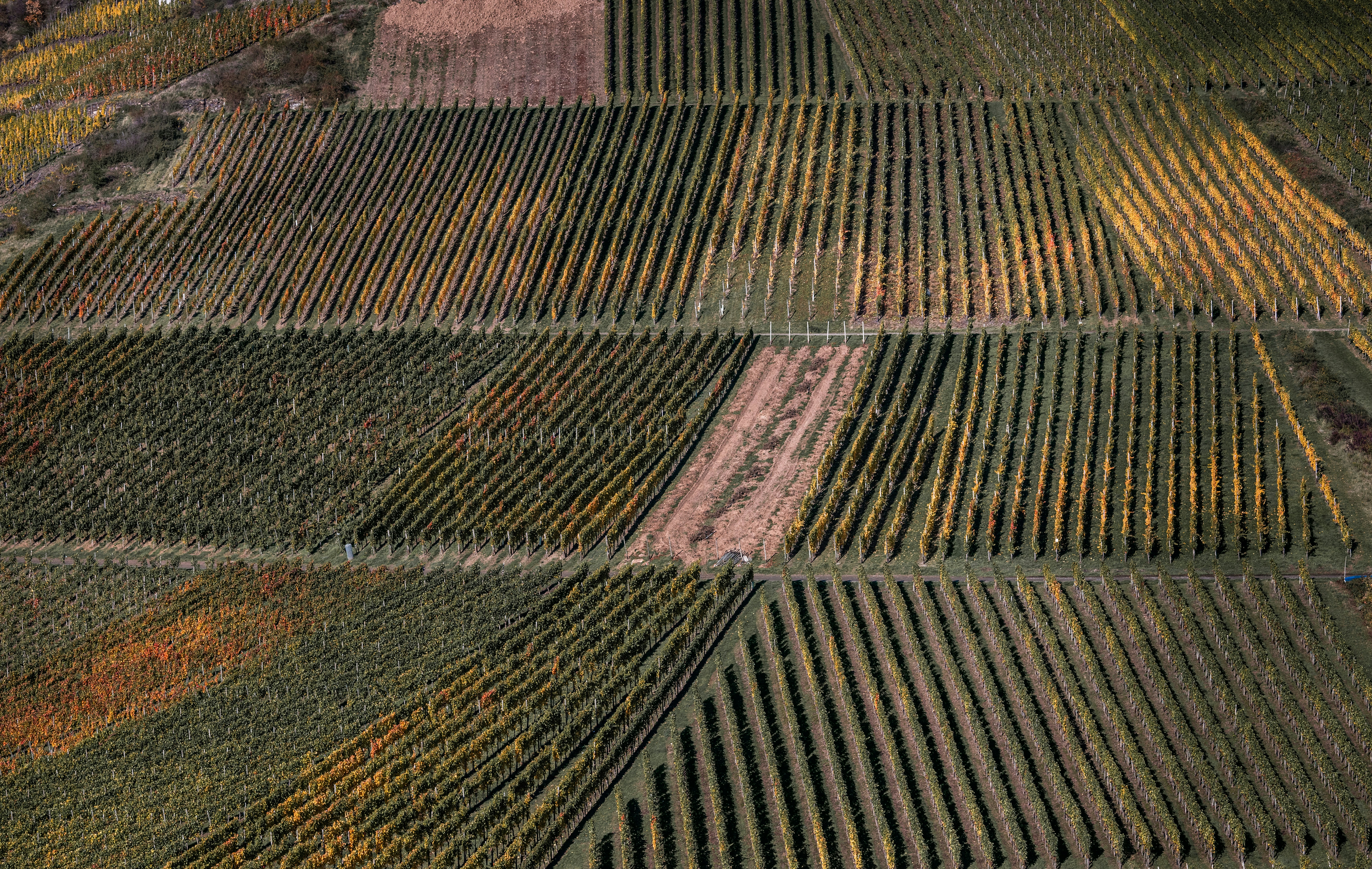 Aerial view of a vineyard showcasing a patchwork of colorful grape rows and fall foliage. The intricate patterns highlight the agricultural beauty of the landscape.