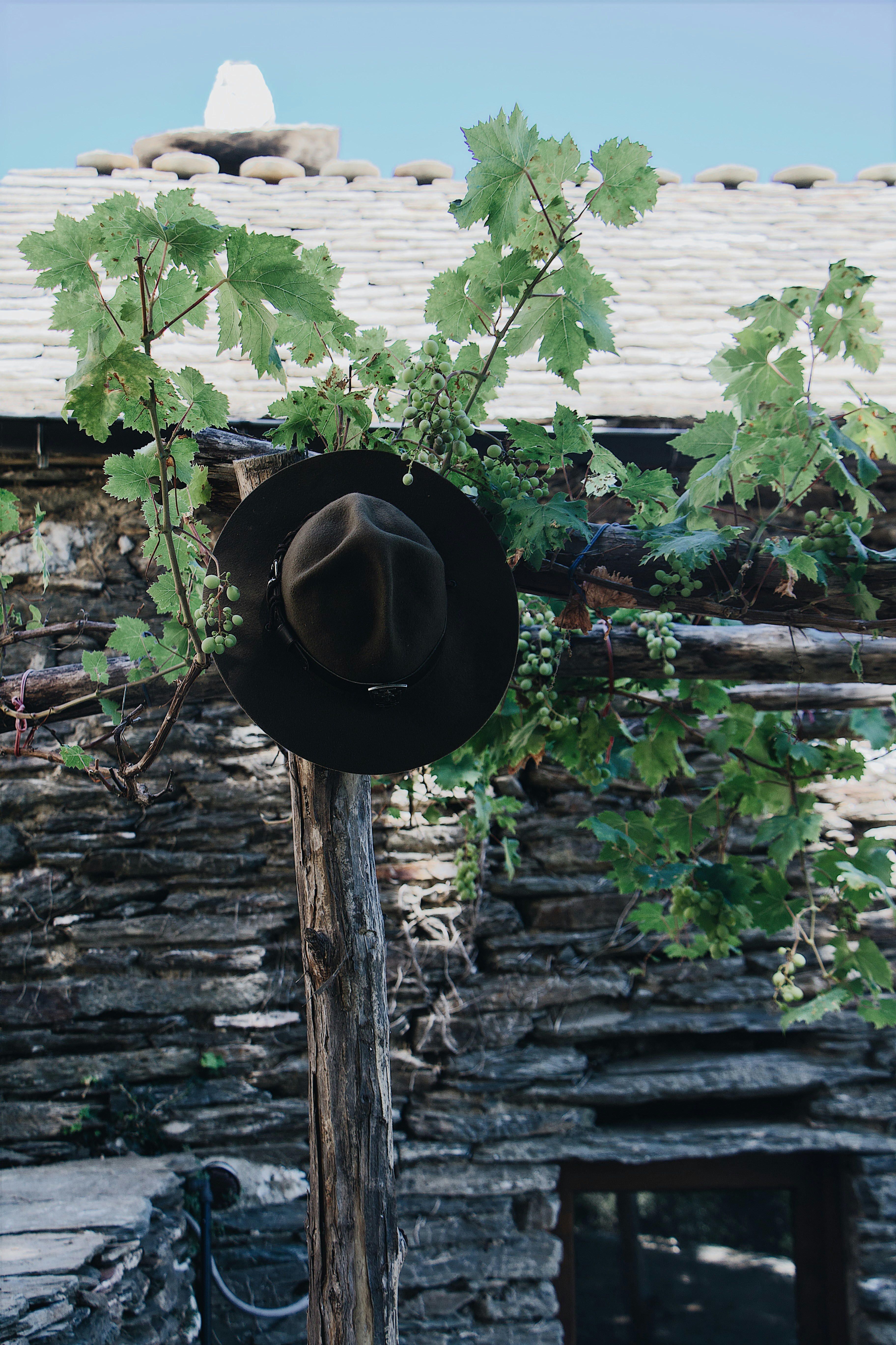Grapevine Watch: A Wide-Brimmed Hat resting on a Rustic Post Among Green Vines