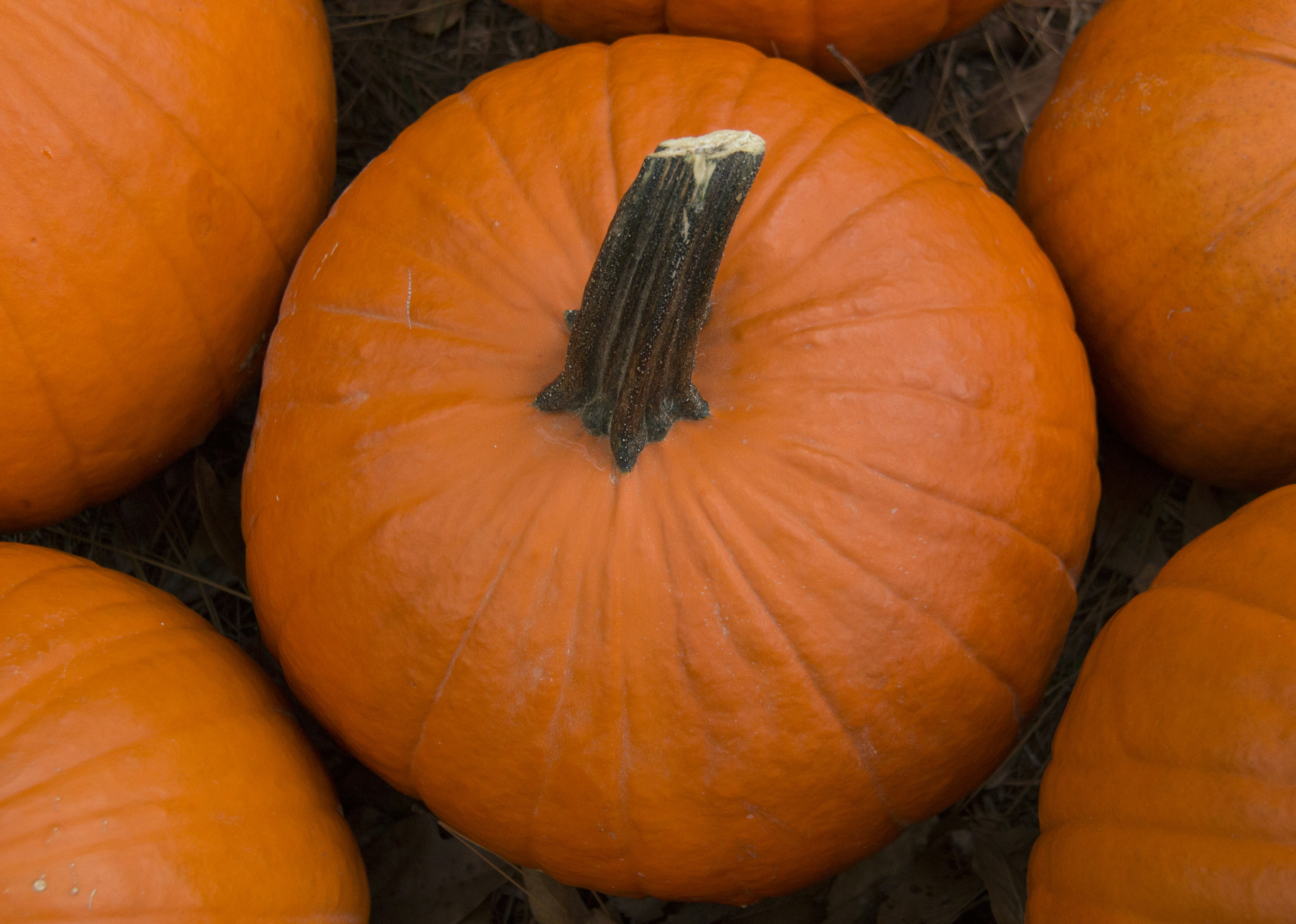 A vibrant pumpkin rests among its companions, showcasing its rich orange hue and textured skin. The focal point highlights the natural beauty of autumn produce.