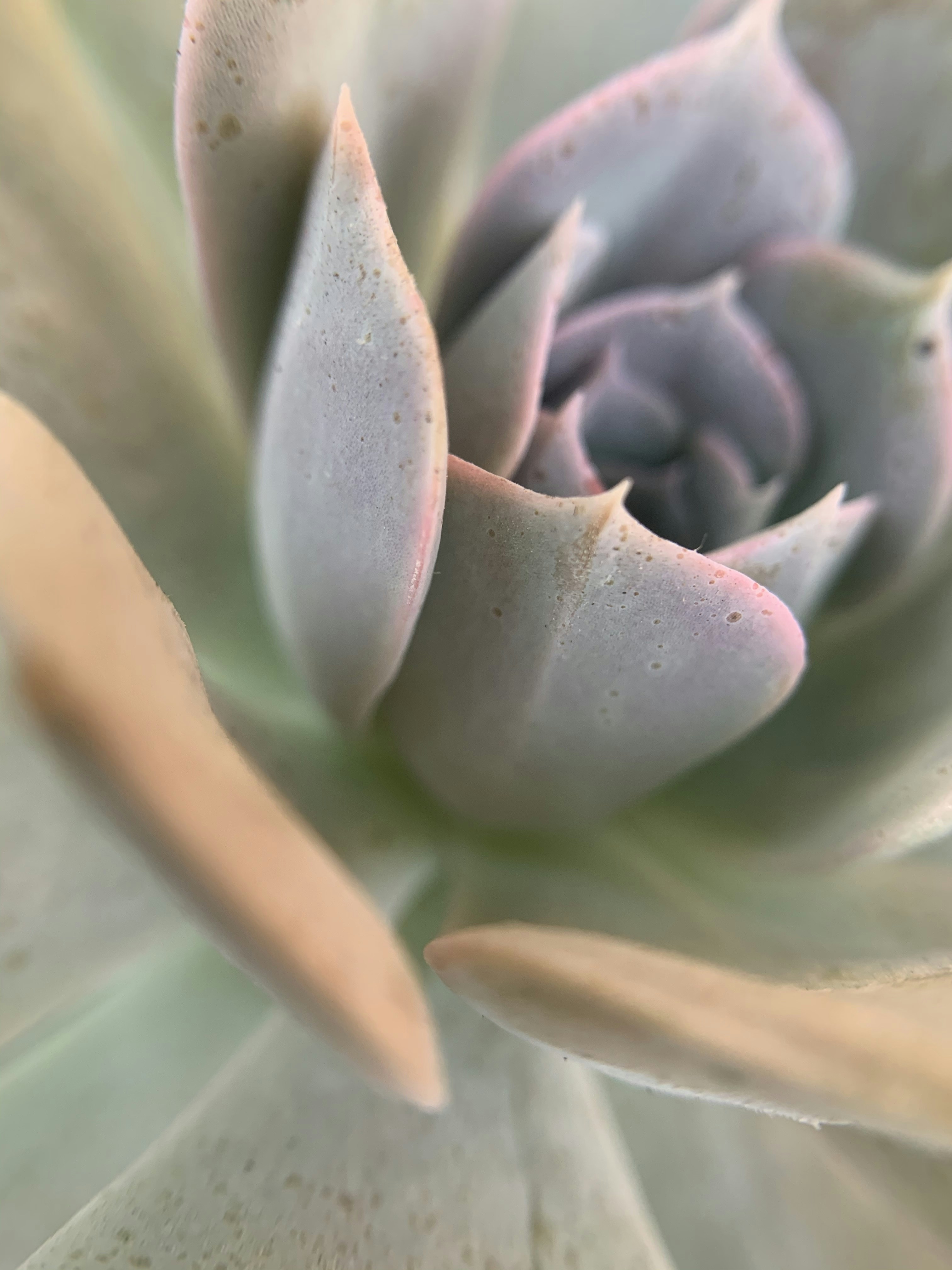 Pastel Rosette: A Close-Up of Silent Succulent Spirals