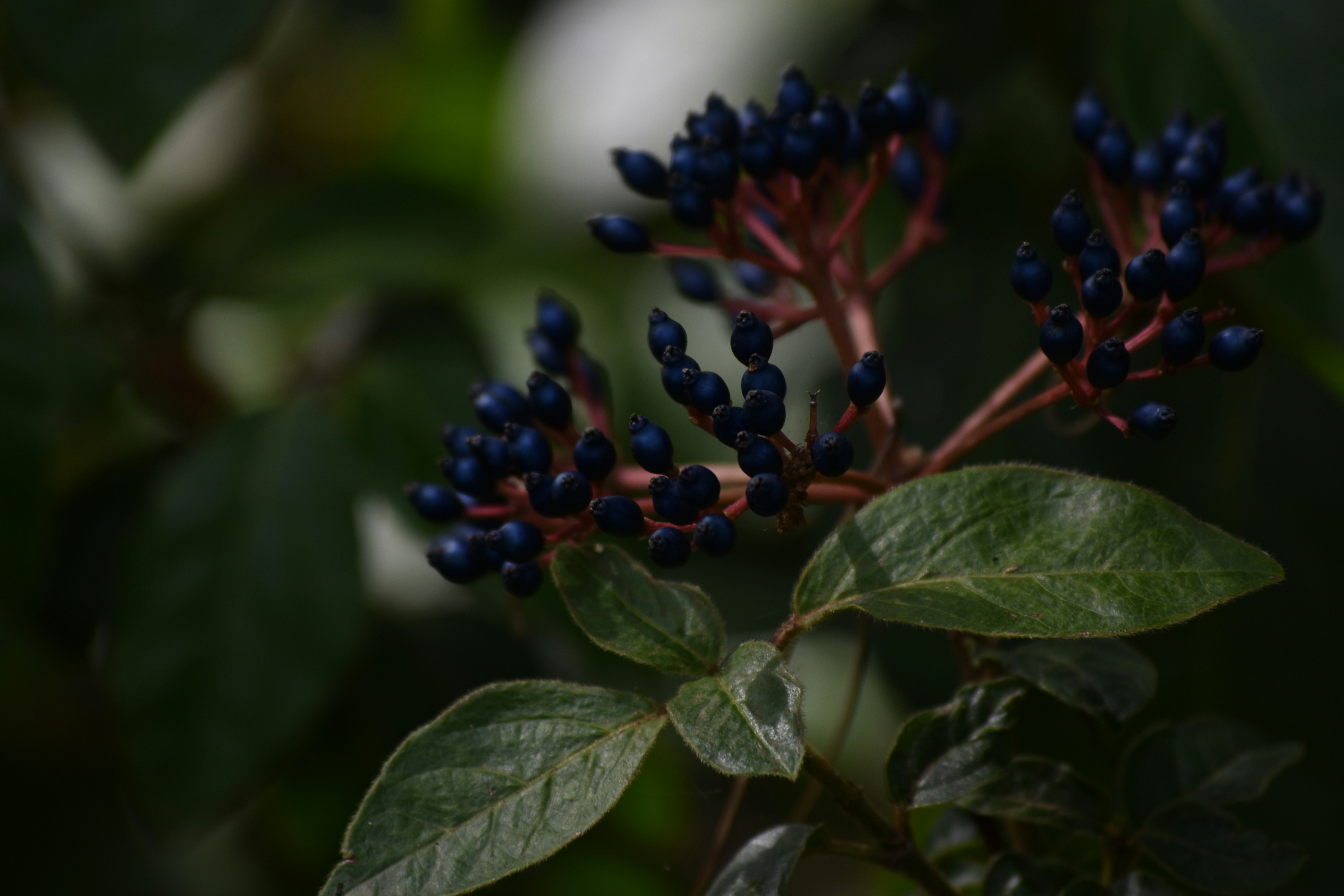 Dark blue berries cluster on a branch surrounded by lush green leaves in soft lighting.