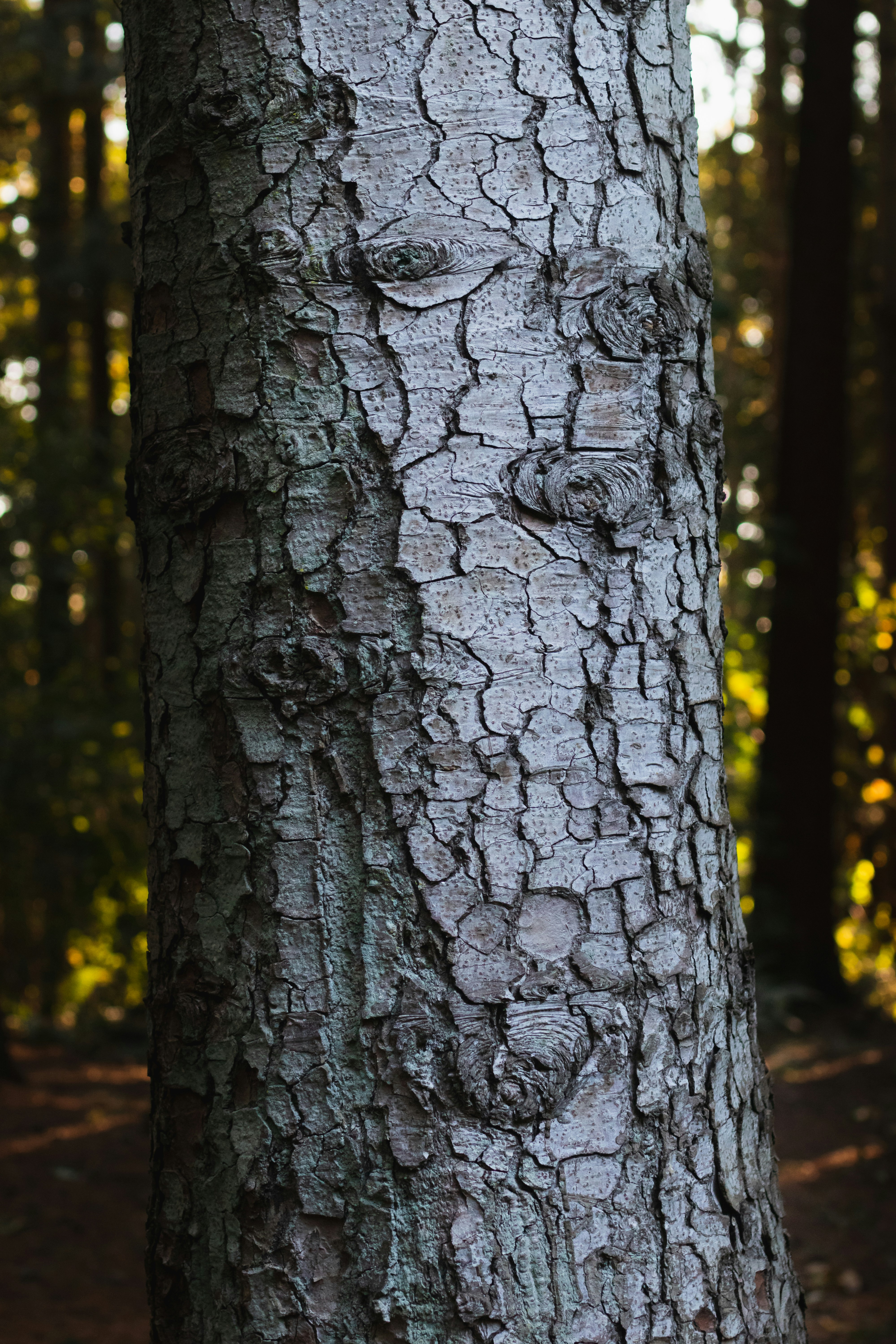 Grey tree trunk during daytime photo – Free Grey Image on Unsplash
