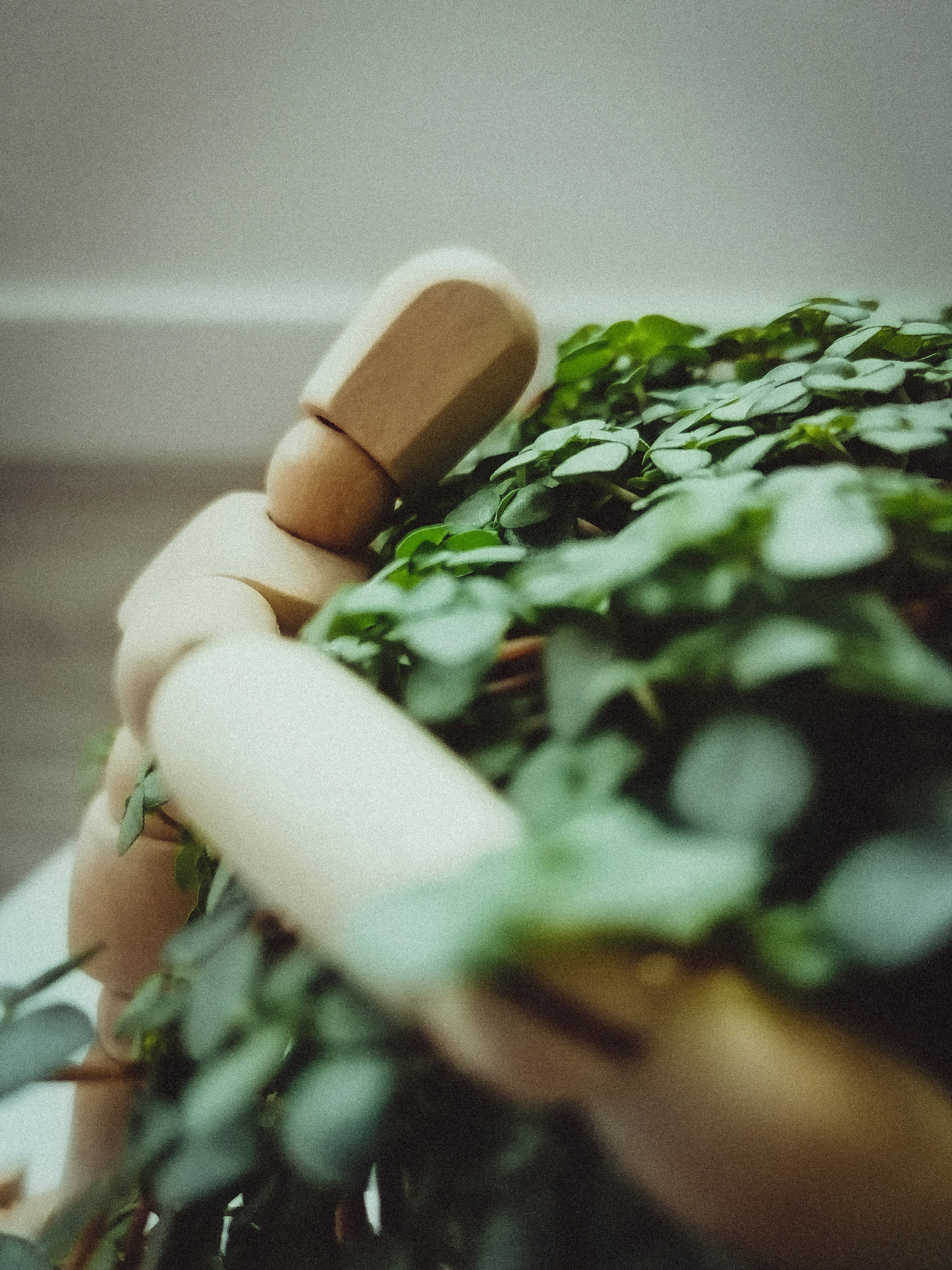 Whisper of Leaves in a Wooden Hand: a Soft-Focus Study