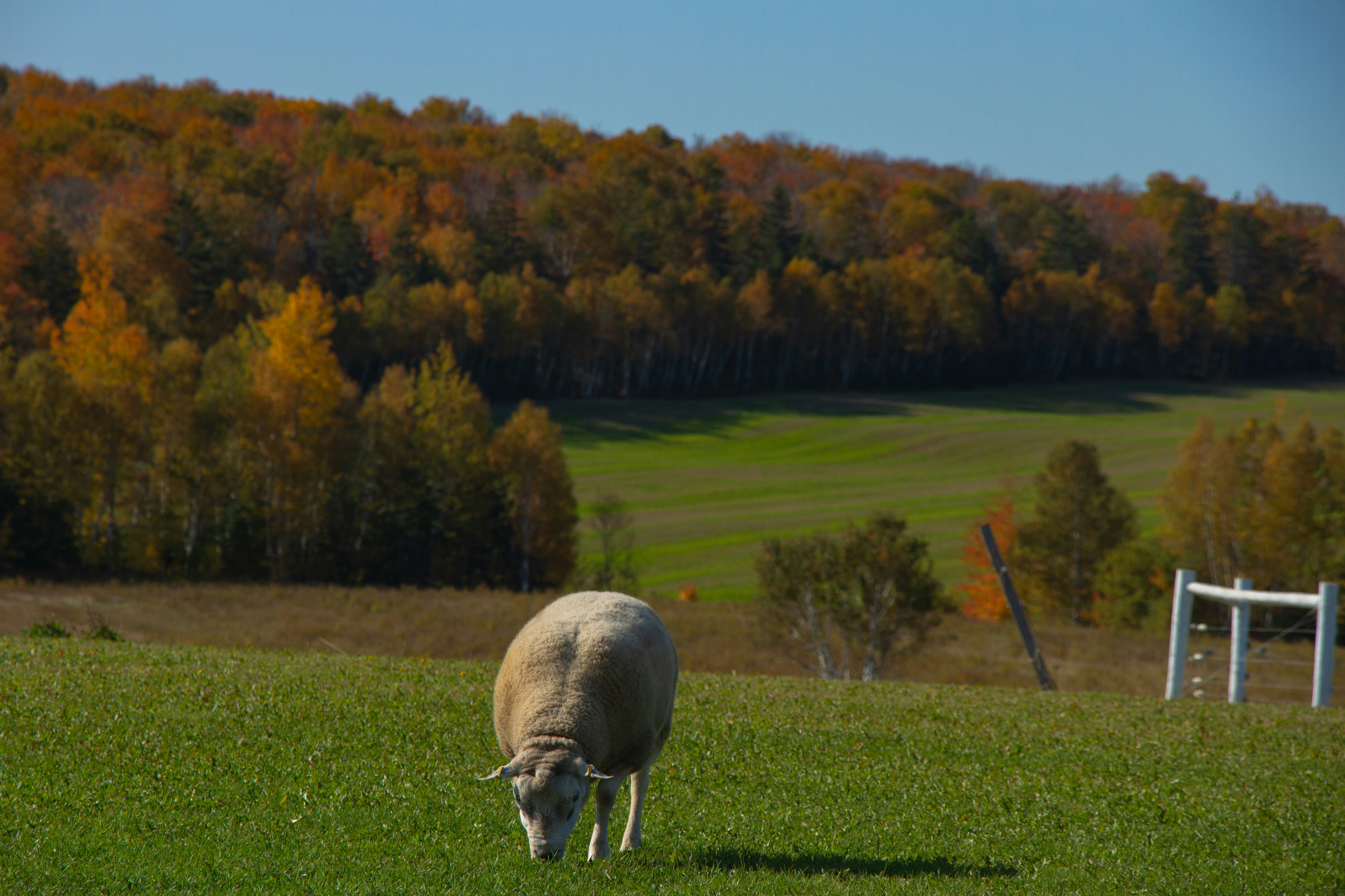 A sheep grazes peacefully in a vibrant green field, framed by a backdrop of autumn foliage in warm hues. The serene rural landscape captures the essence of the changing seasons.