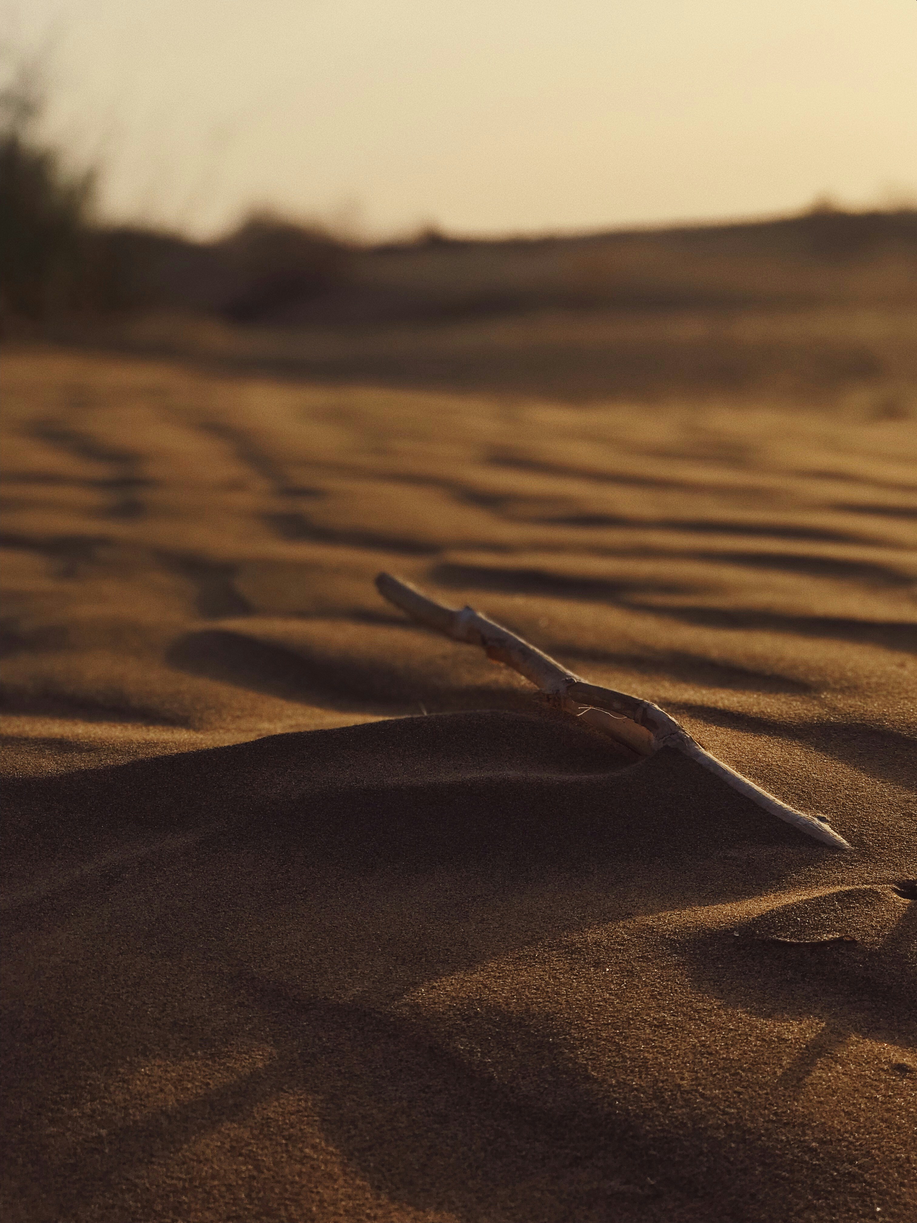 Sands of Quiet: A Dune Branch in Evening Light