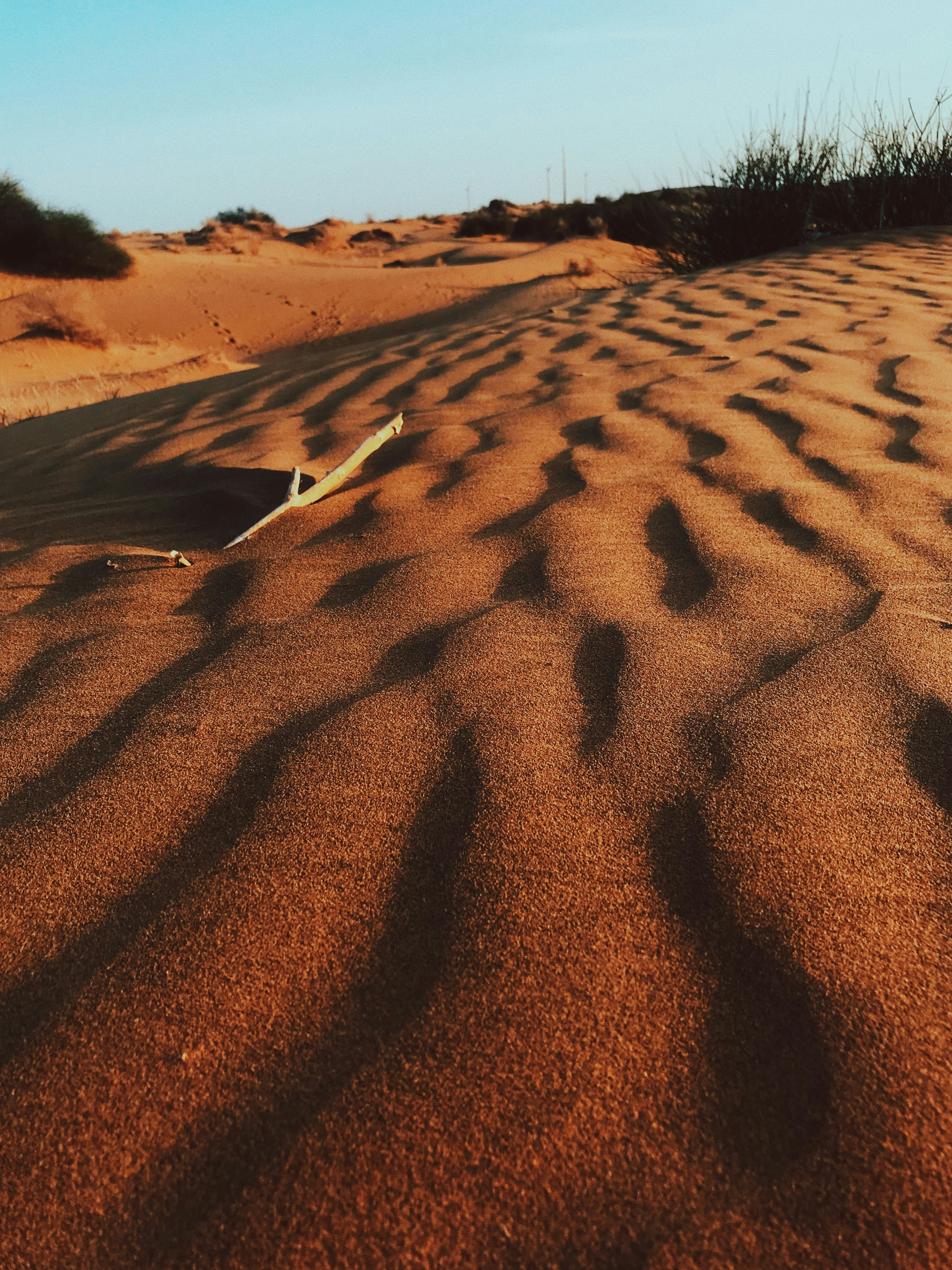 Amber Ridge: A Lone Branch Crossing Rippled Desert Dunes