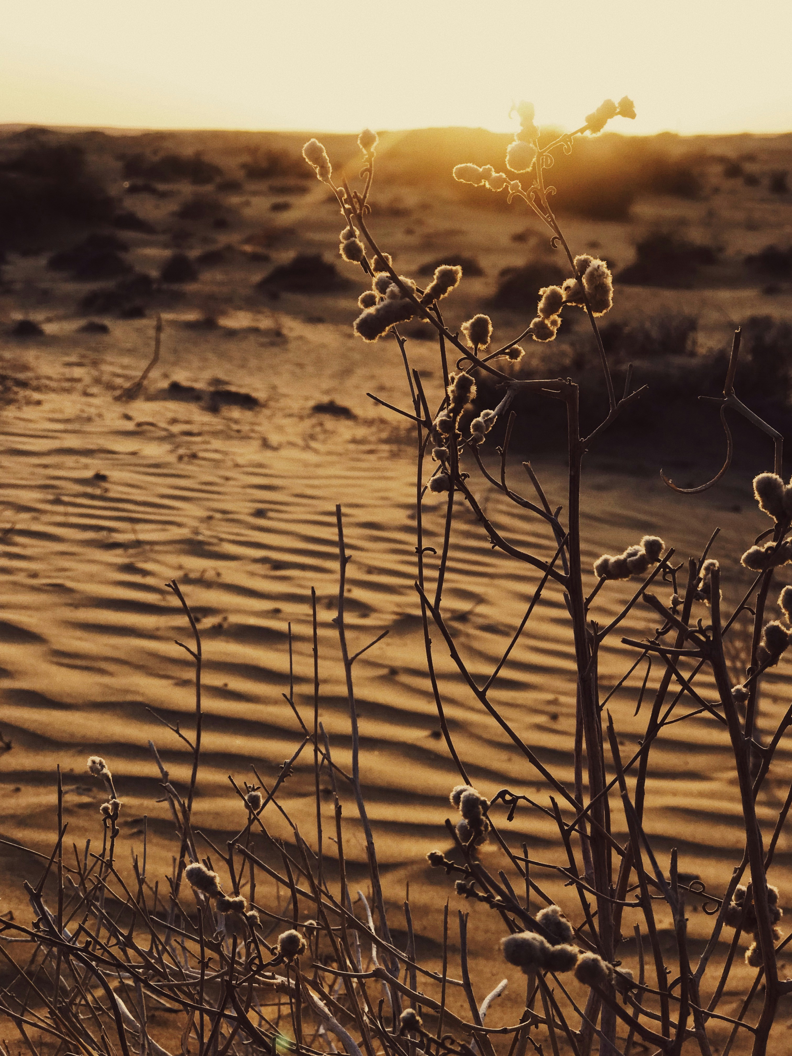 Dusk in Frosted Desert: Silhouettes Against a Sunlit Sand Sea