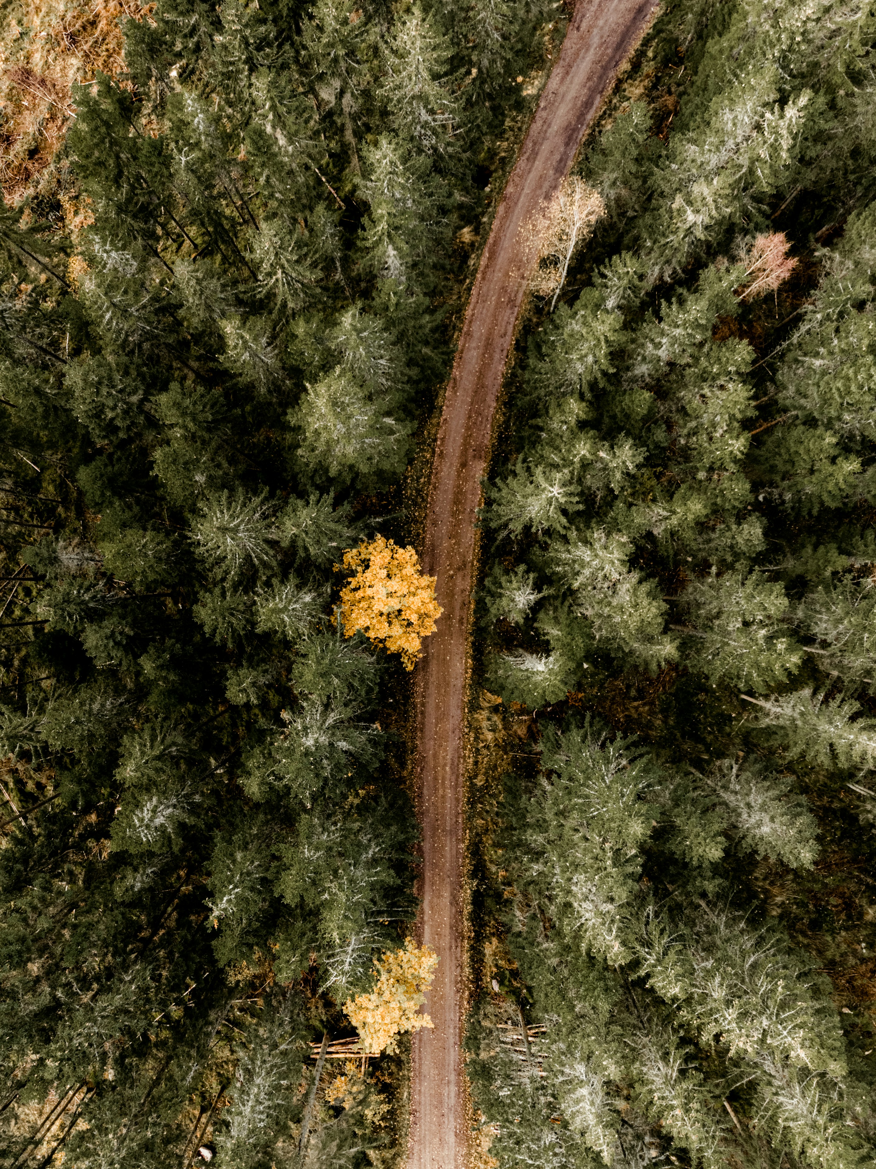 brown and white flower on green pine tree