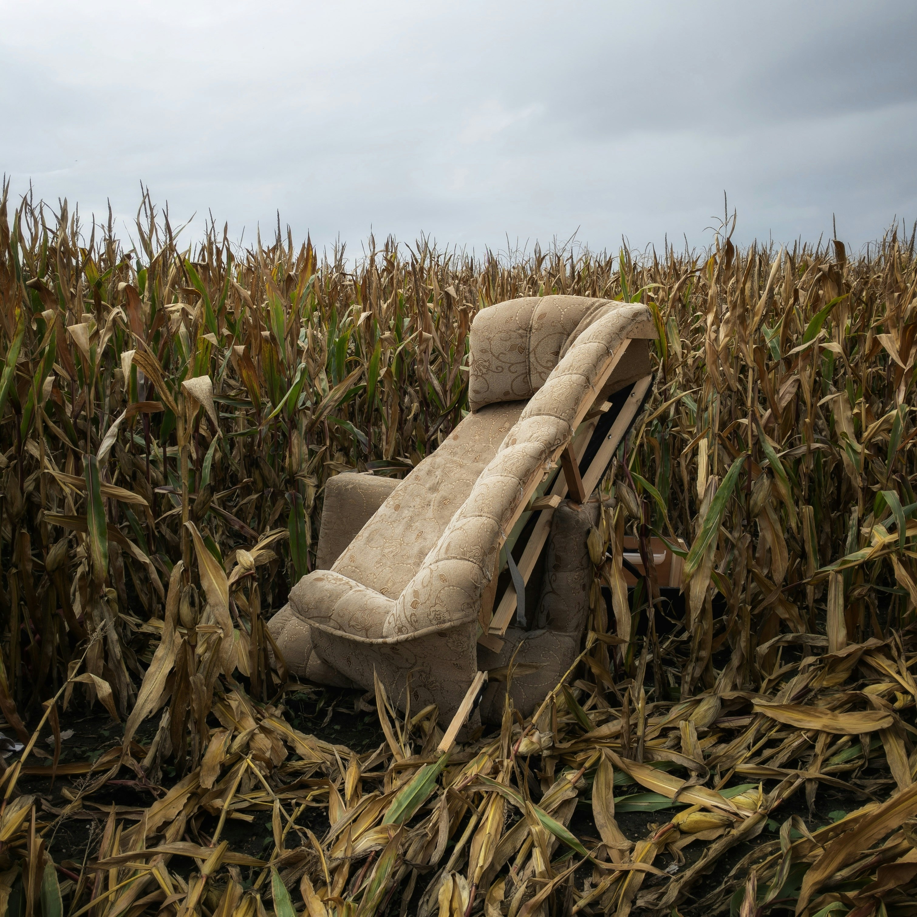 Abandoned armchair nestled among tall cornstalks under a cloudy sky.