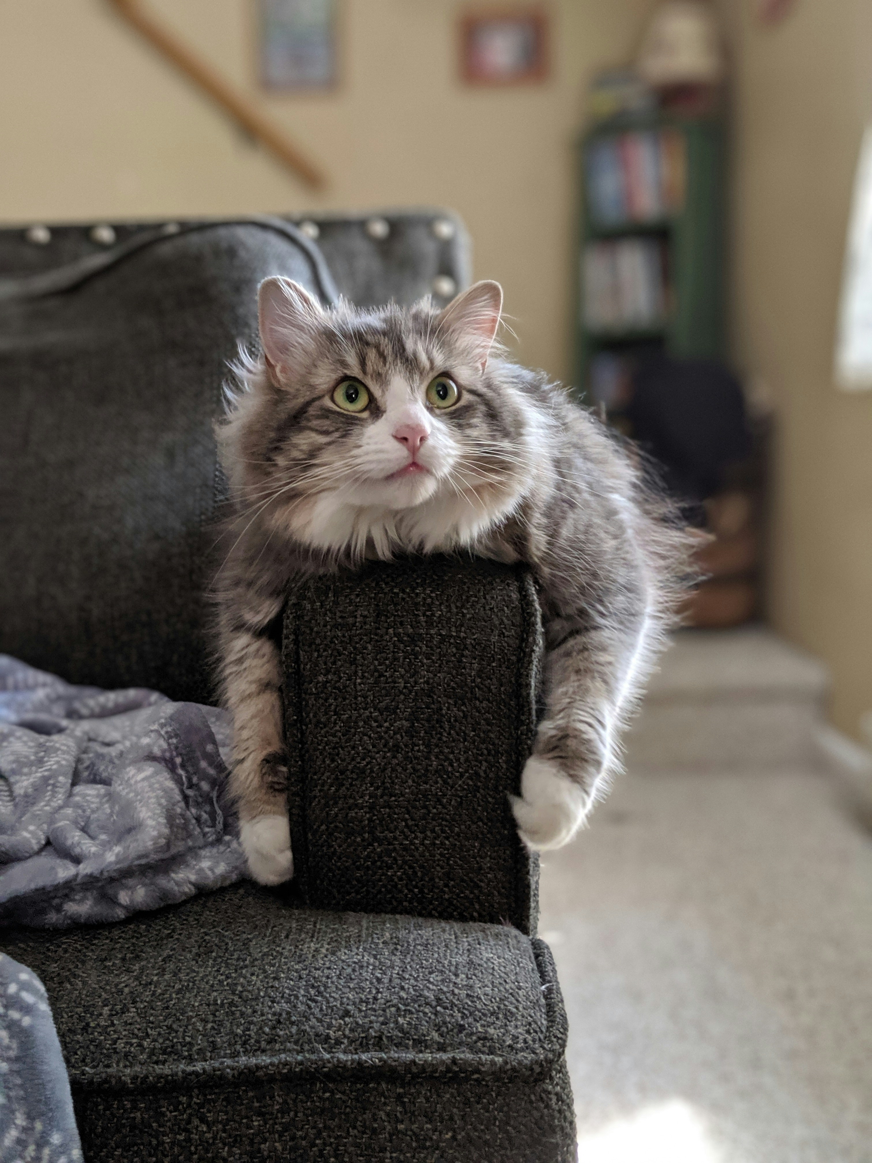 grey cat sitting on couch