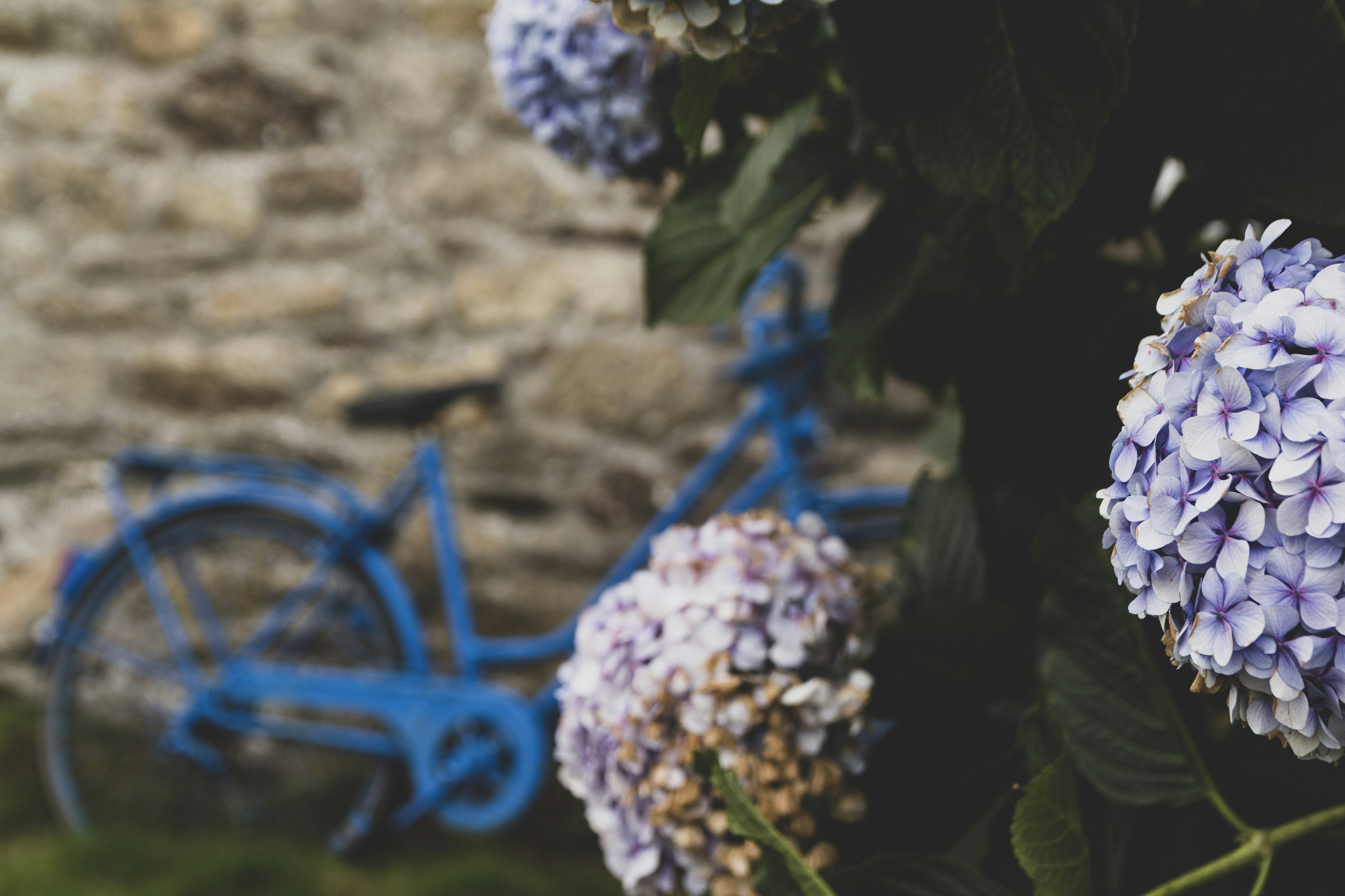 Blue Bicycle Resting Behind Lavender Hydrangeas
