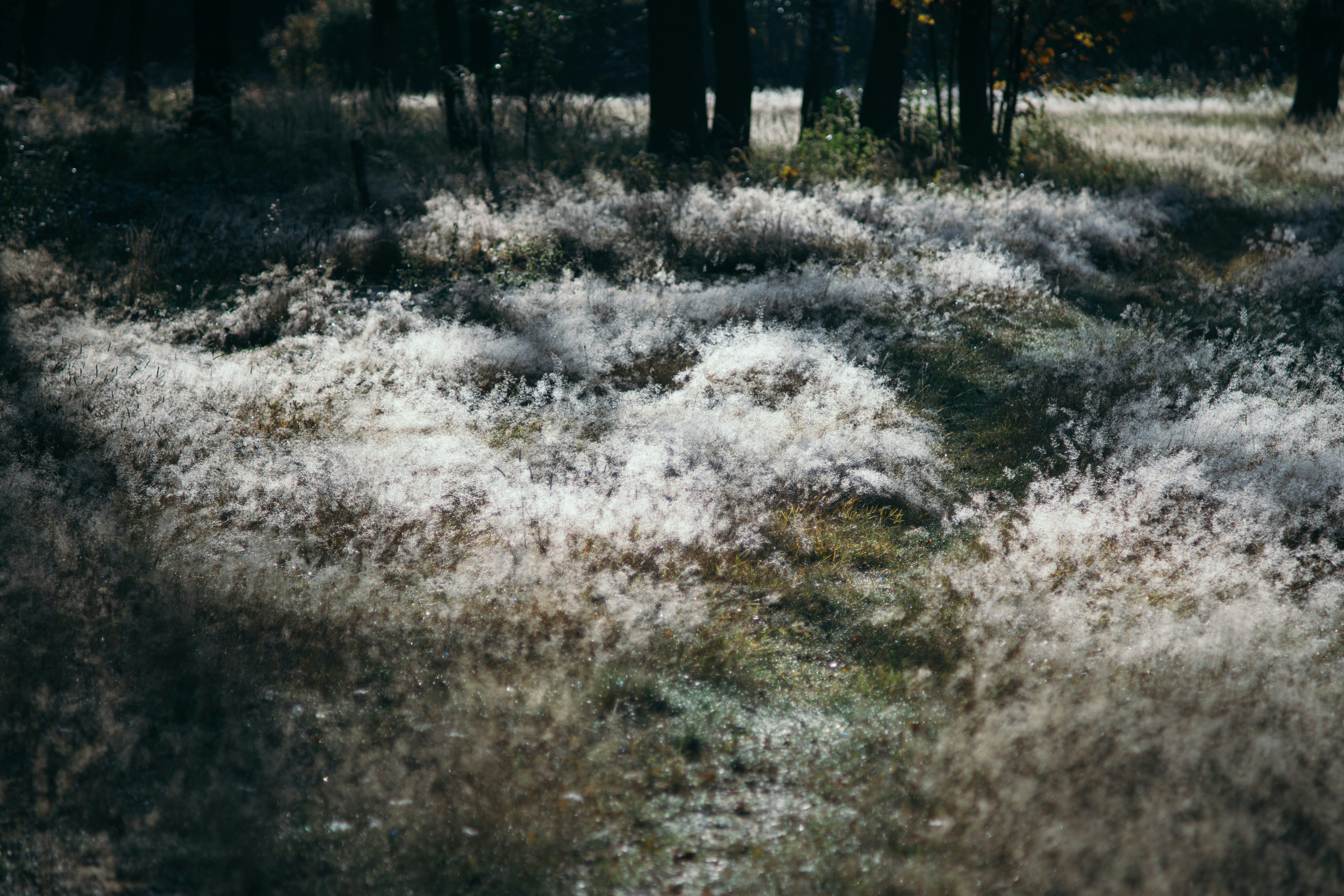 Delicate grasses glisten with dew under the soft morning light, creating a serene pathway through the forest. The play of light and shadow enhances the tranquil atmosphere.