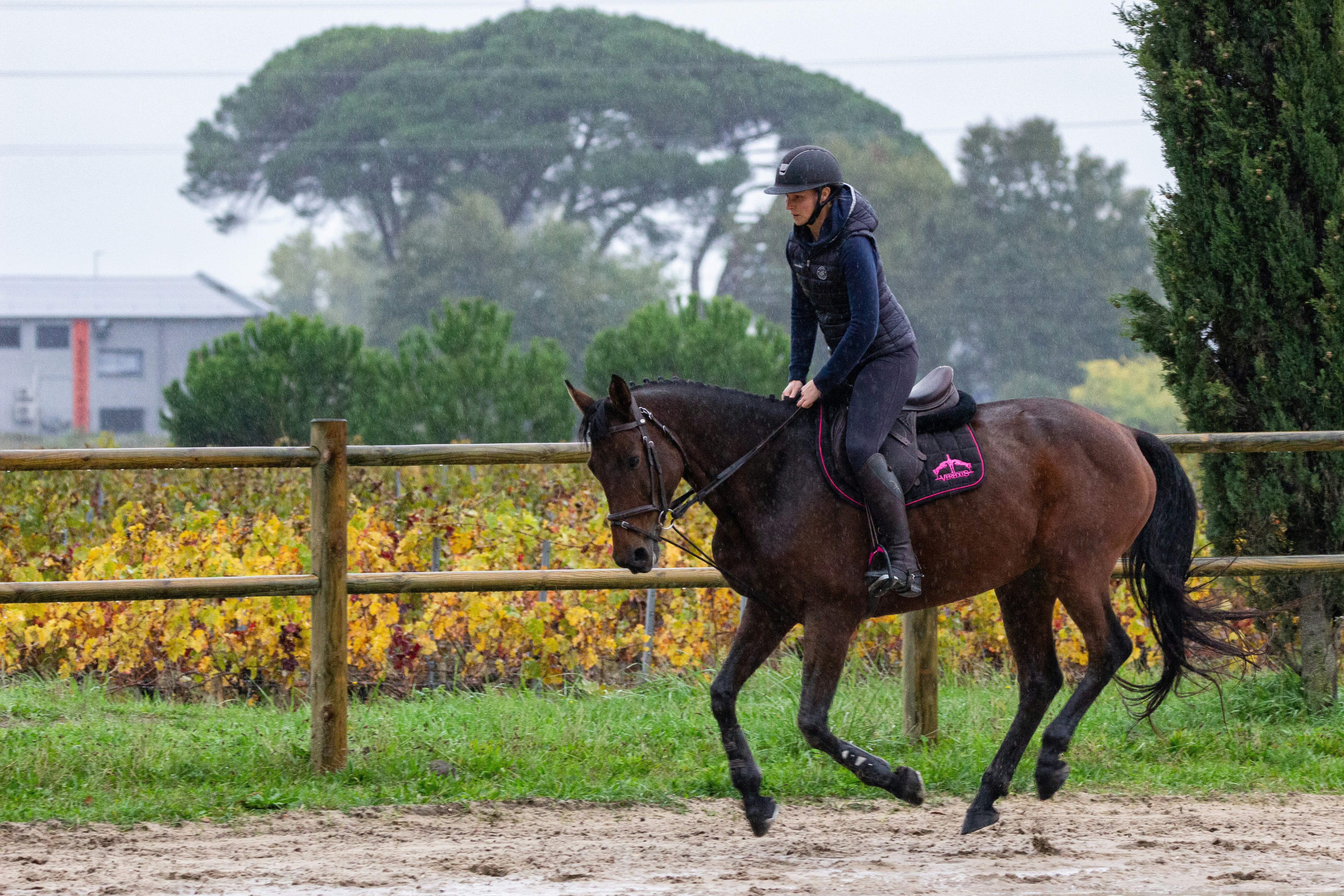 Bay Horse in Motion: Rider Maintains Balance Along the Arena Fence