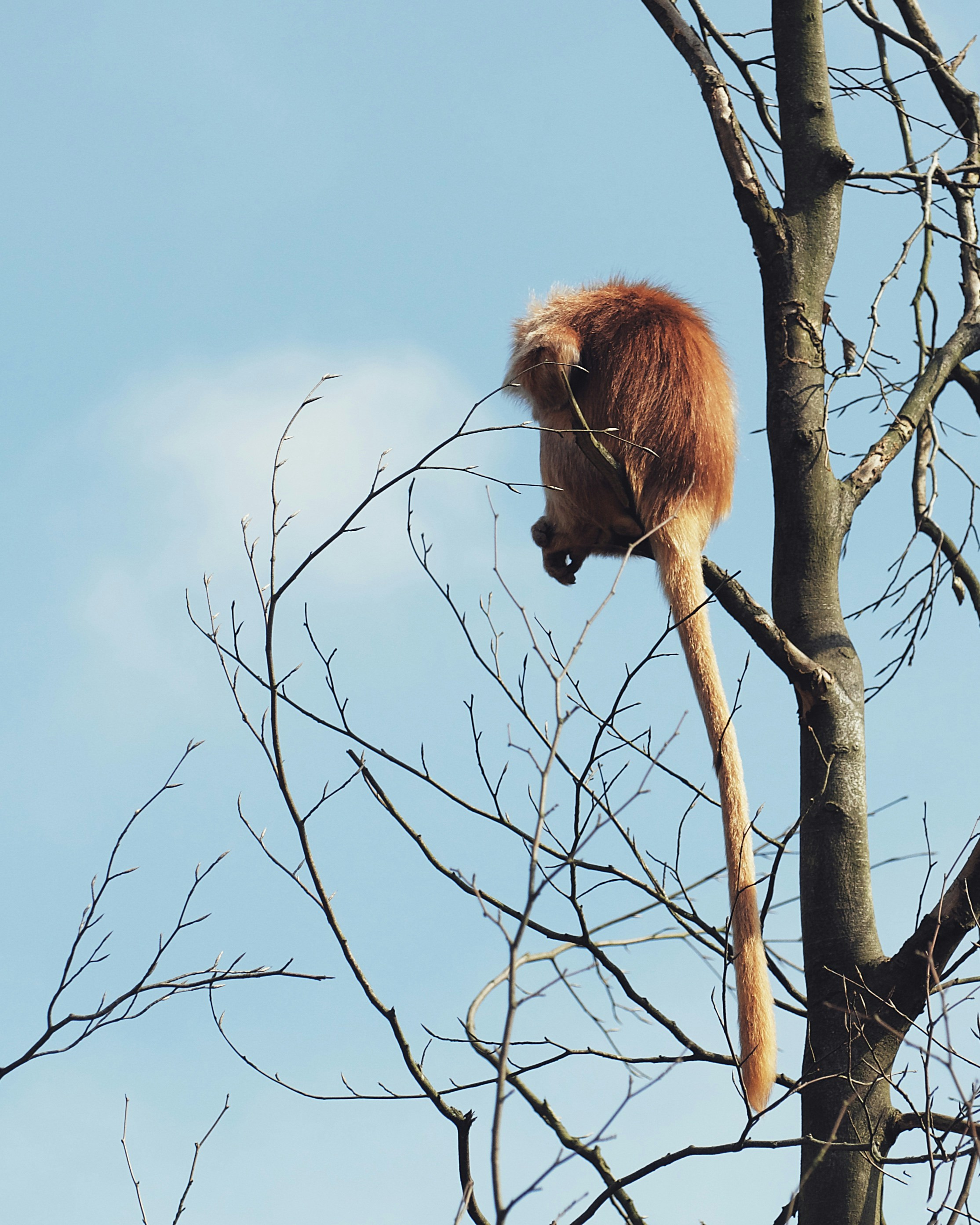 a monkey sitting on top of a tree branch