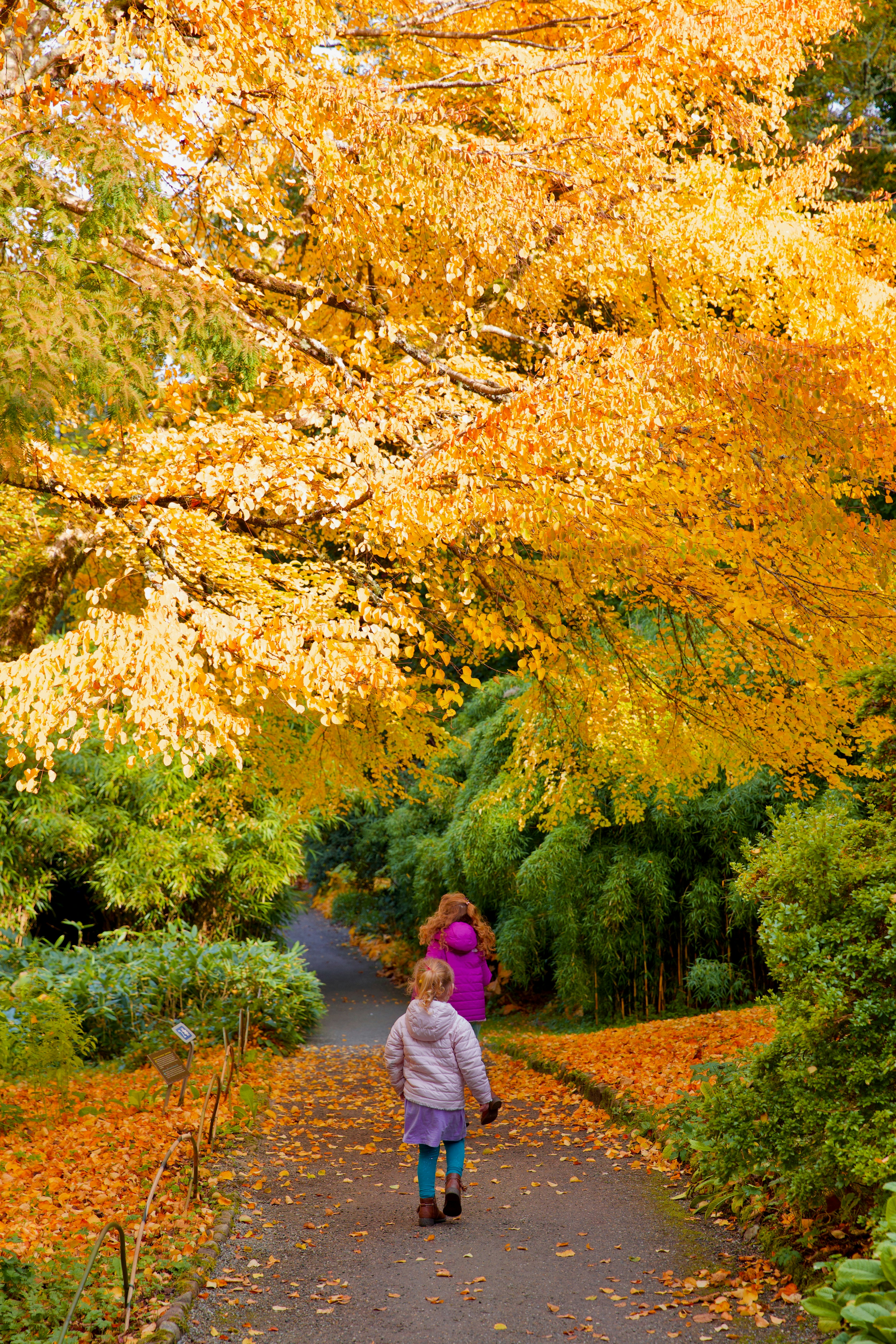 Golden Archway: A Quiet Autumn Walk Beneath Sunlit Canopies