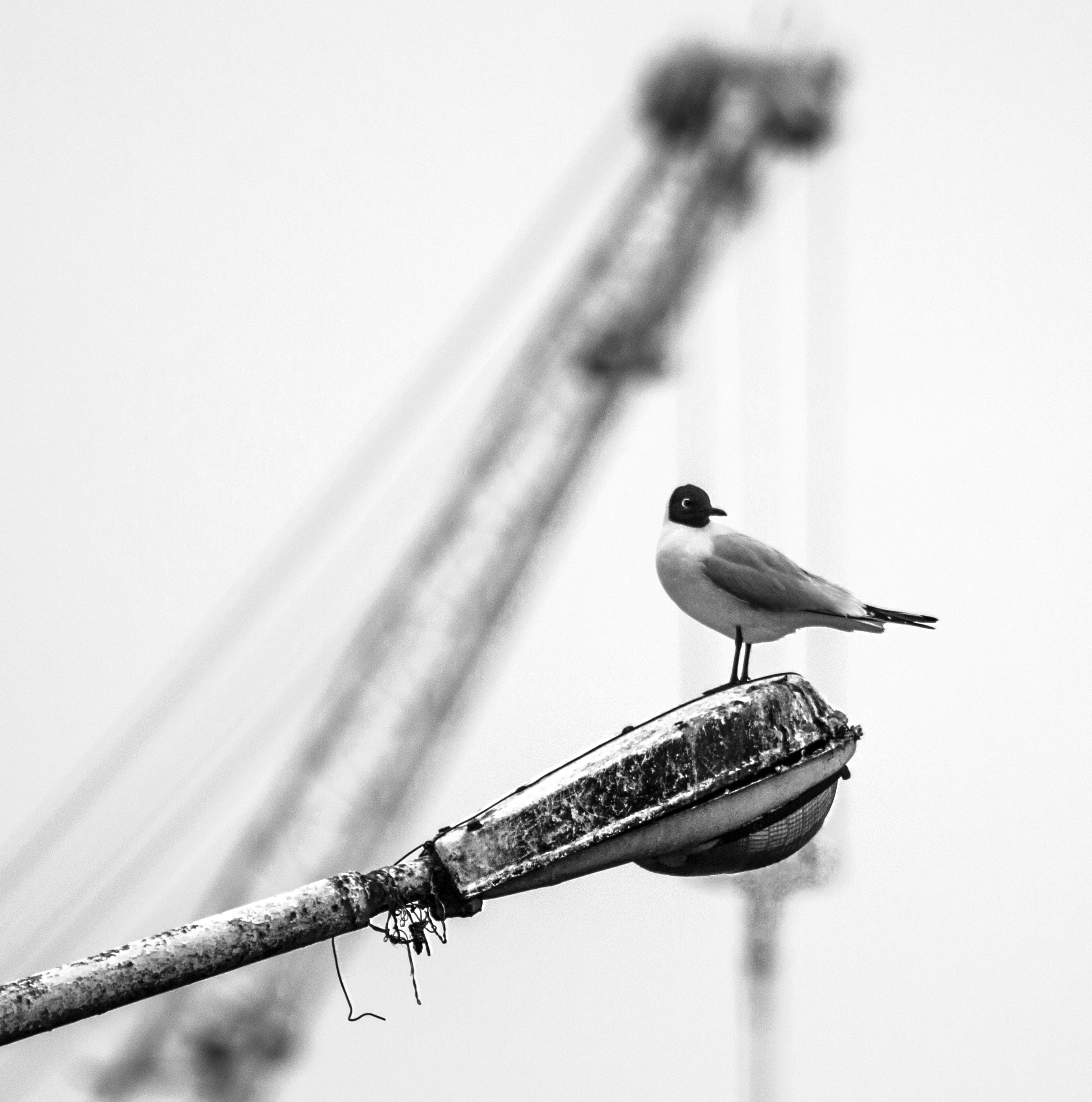 white and black bird on brown wooden stick