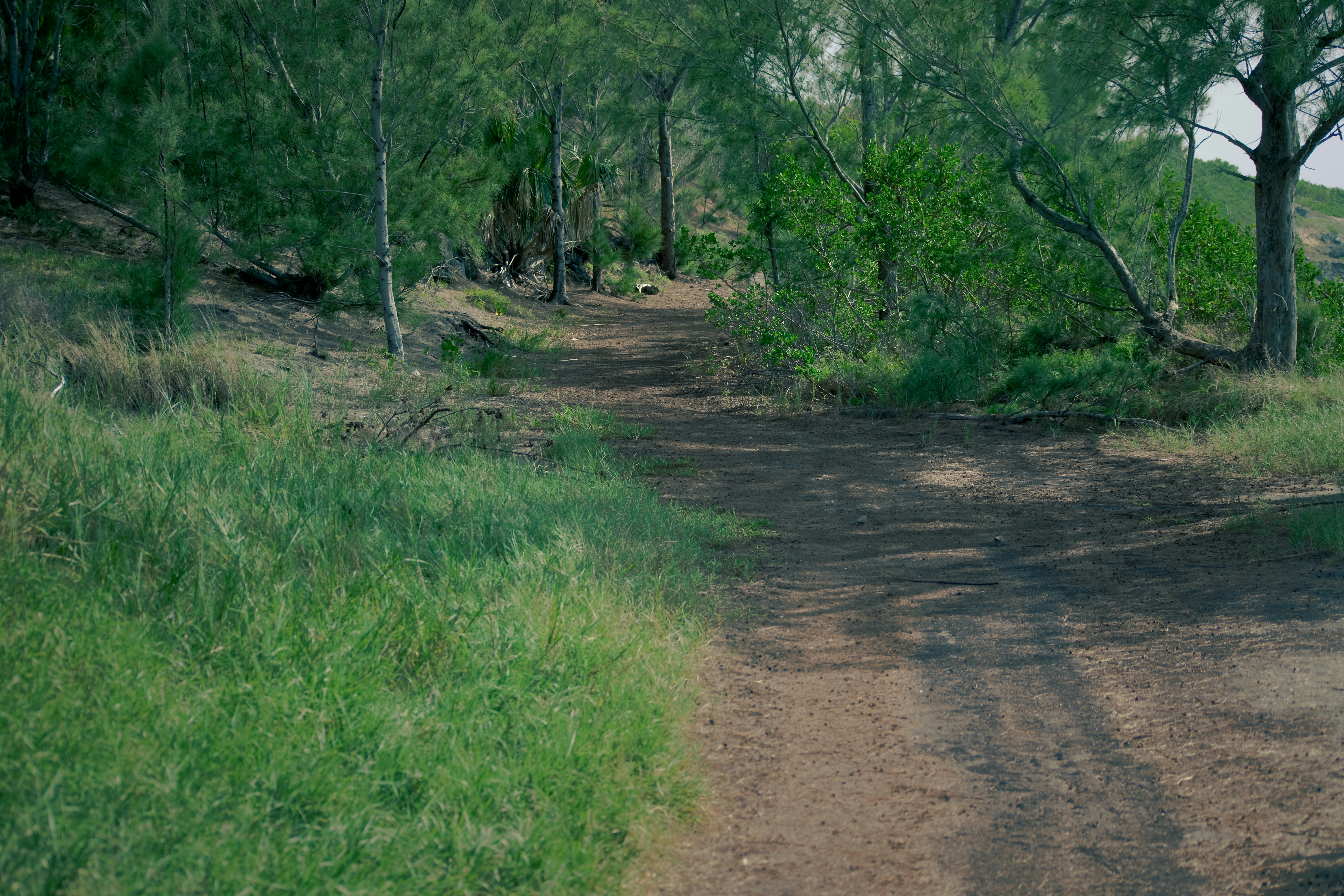 Serene dirt path meandering through lush greenery, inviting exploration. Natural light filters through the trees, creating a tranquil atmosphere.