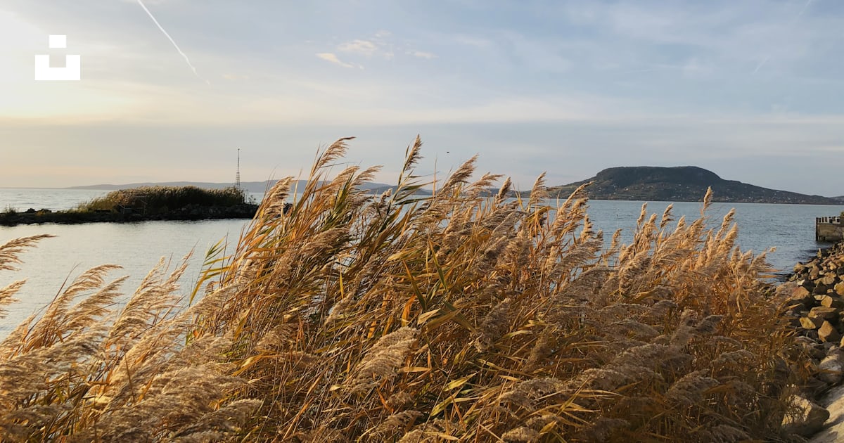 Brown Grass Near Body Of Water Under Blue Sky During Daytime Photo Free Grass Image On Unsplash