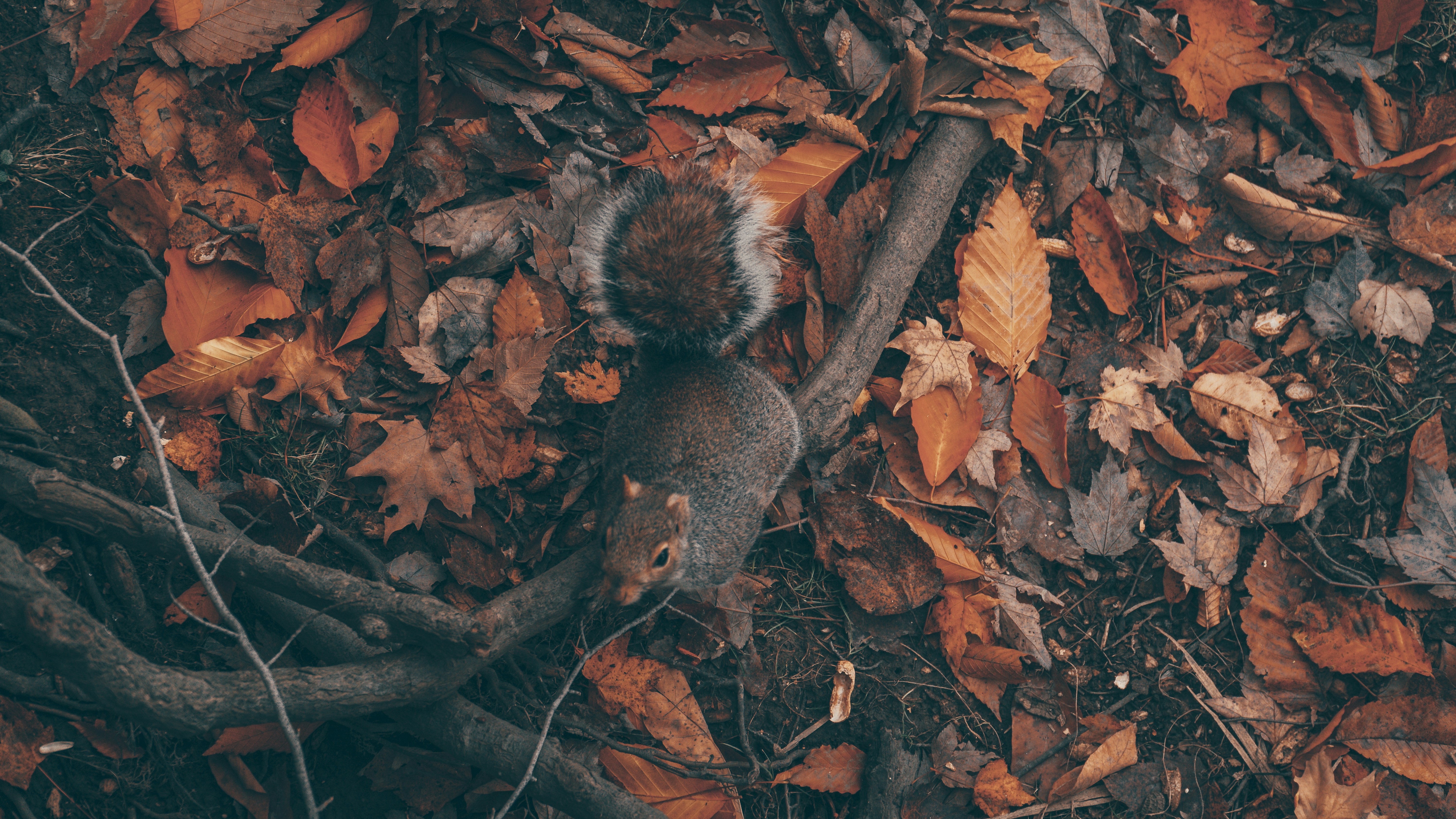 Autumn Pause: A Squirrel on the Leaf-Litter Stage