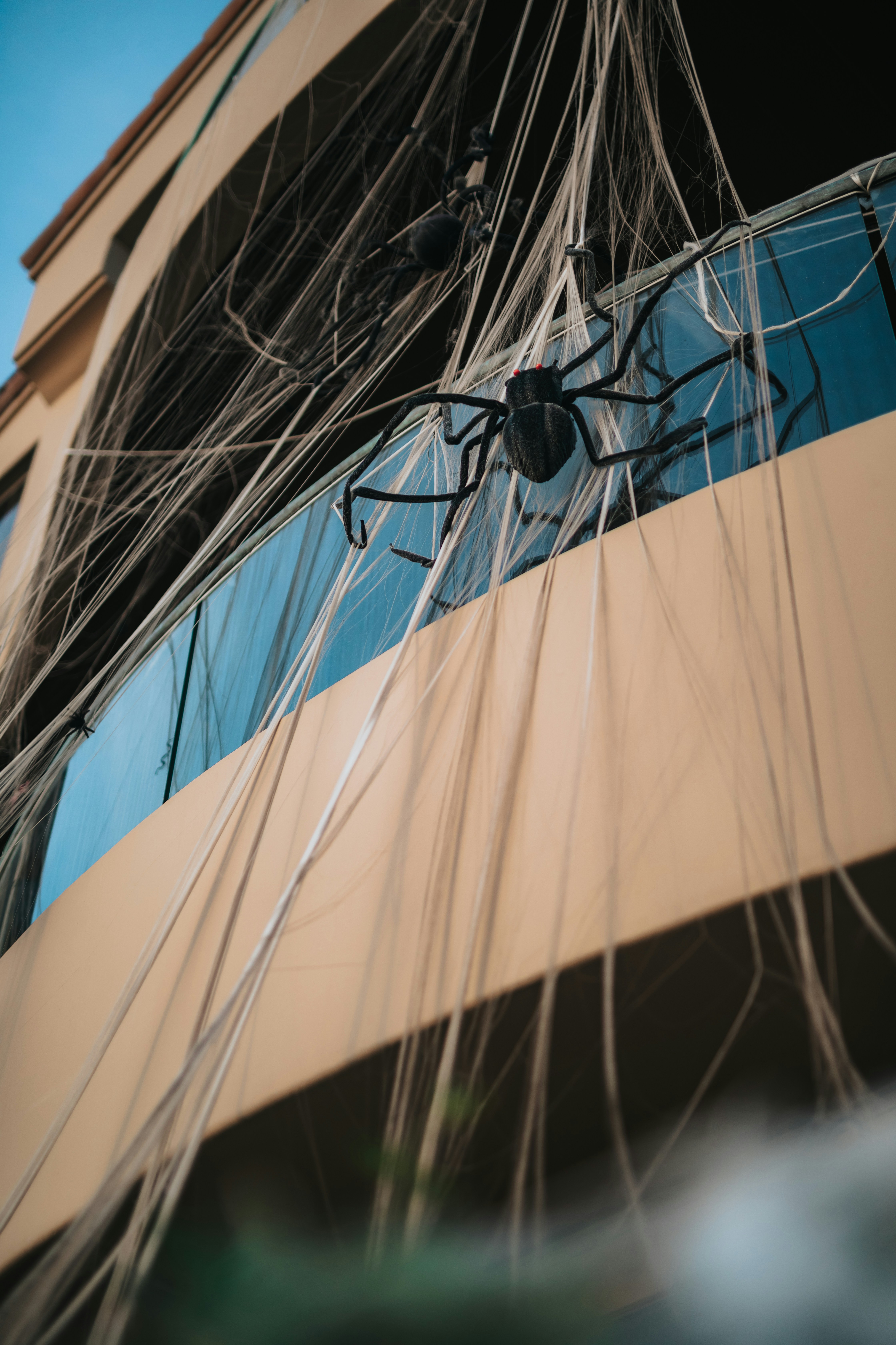 Silken Intruder Clings to a Glass-Faced Building