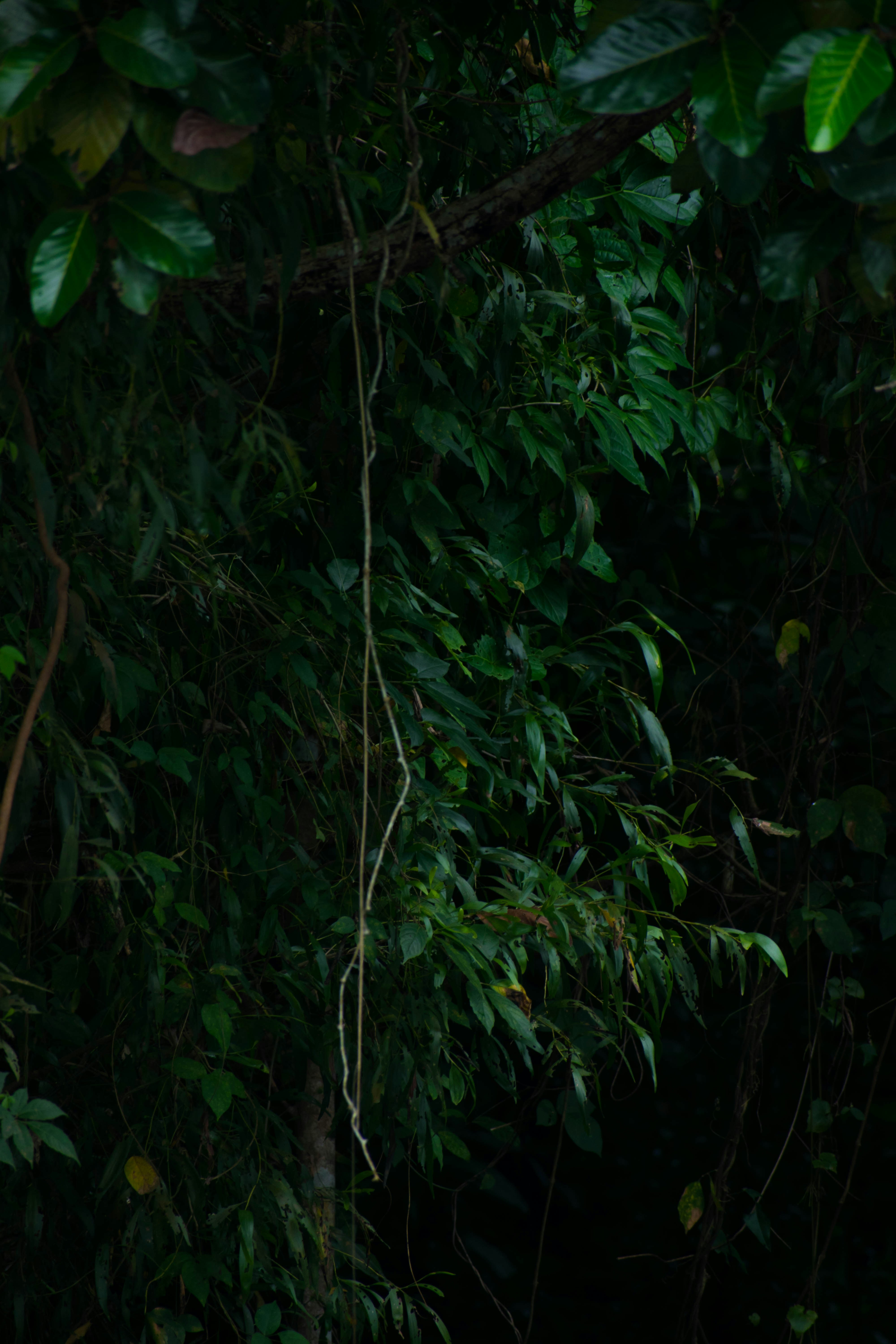 Dense foliage intertwines, creating a natural tapestry of green hues and shadows. A slender vine hangs delicately amidst the lush vegetation.