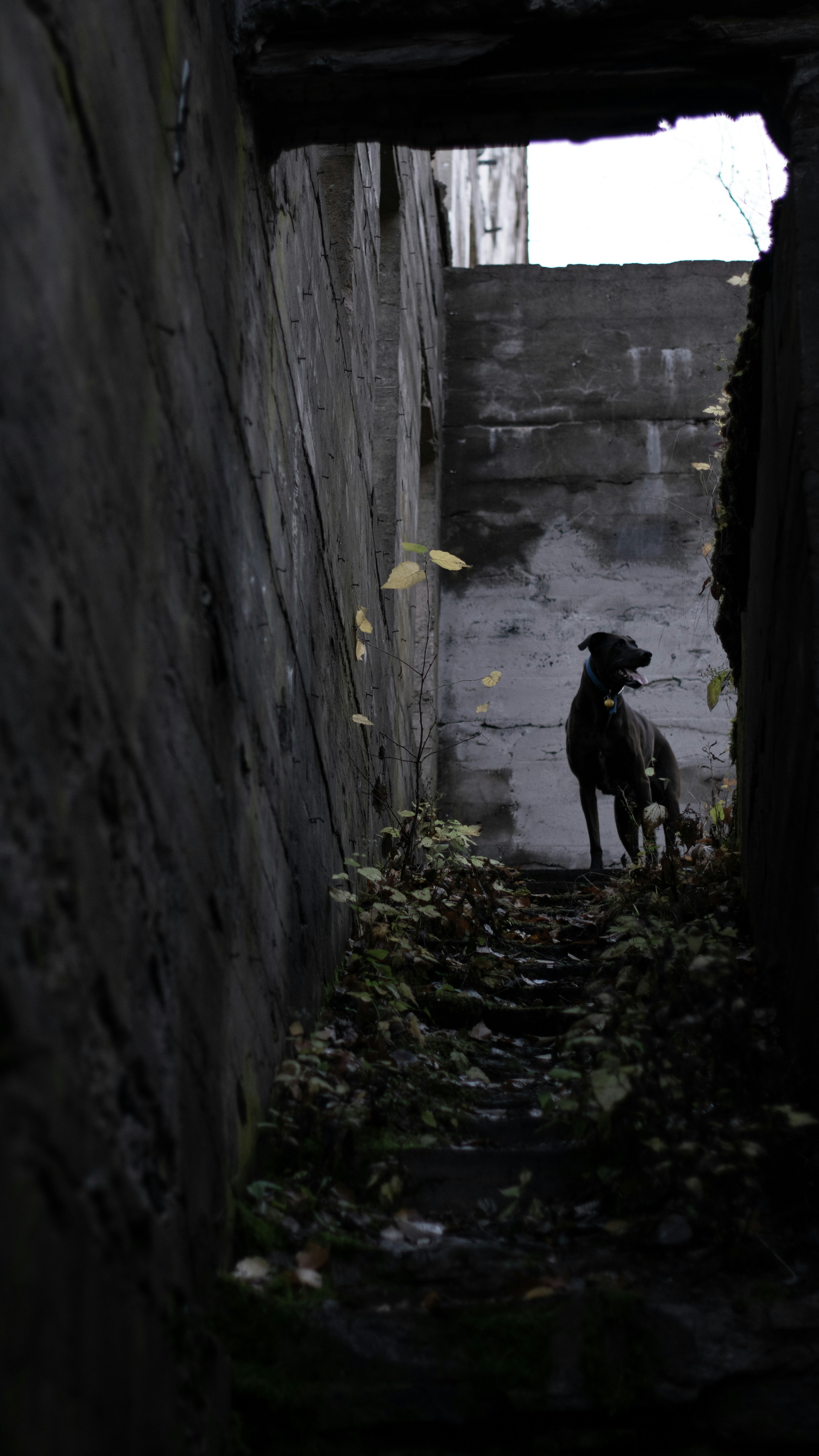 Black labrador retriever standing on gray concrete wall during daytime ...