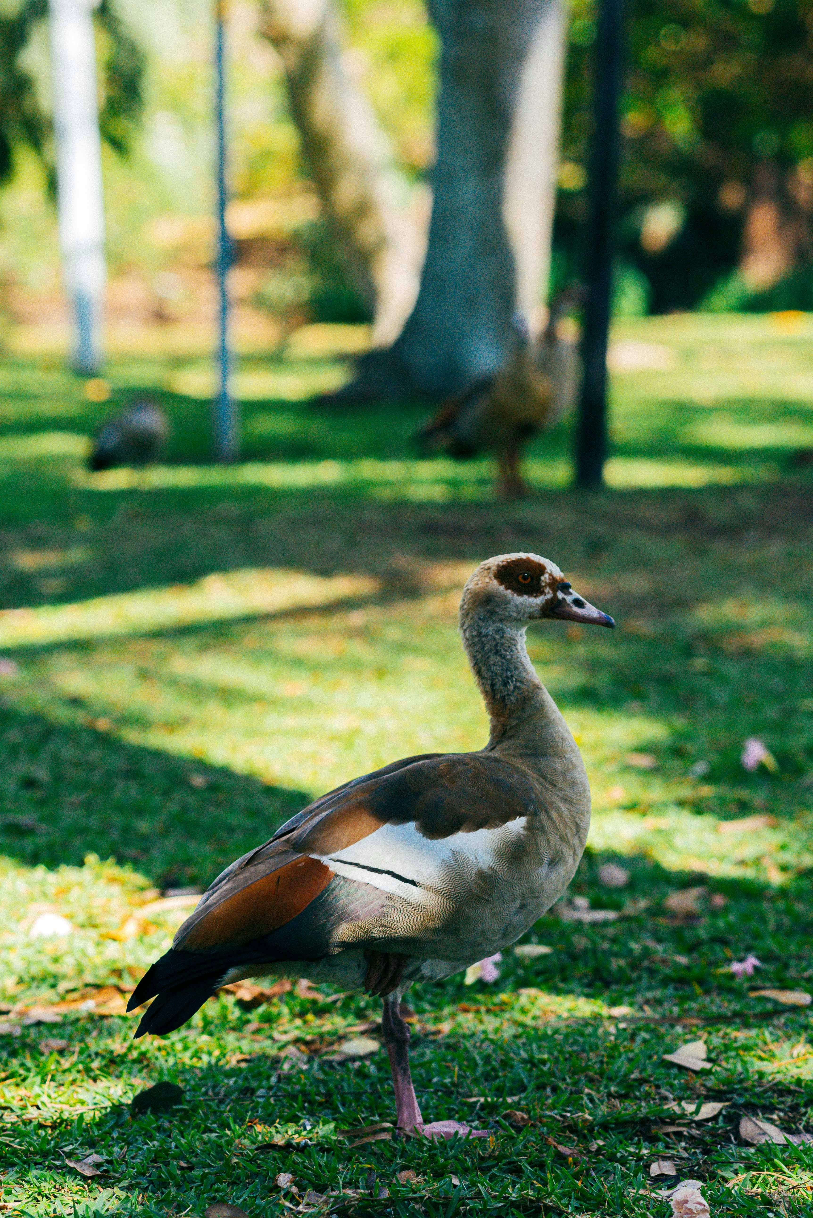 A goose in a garden. 