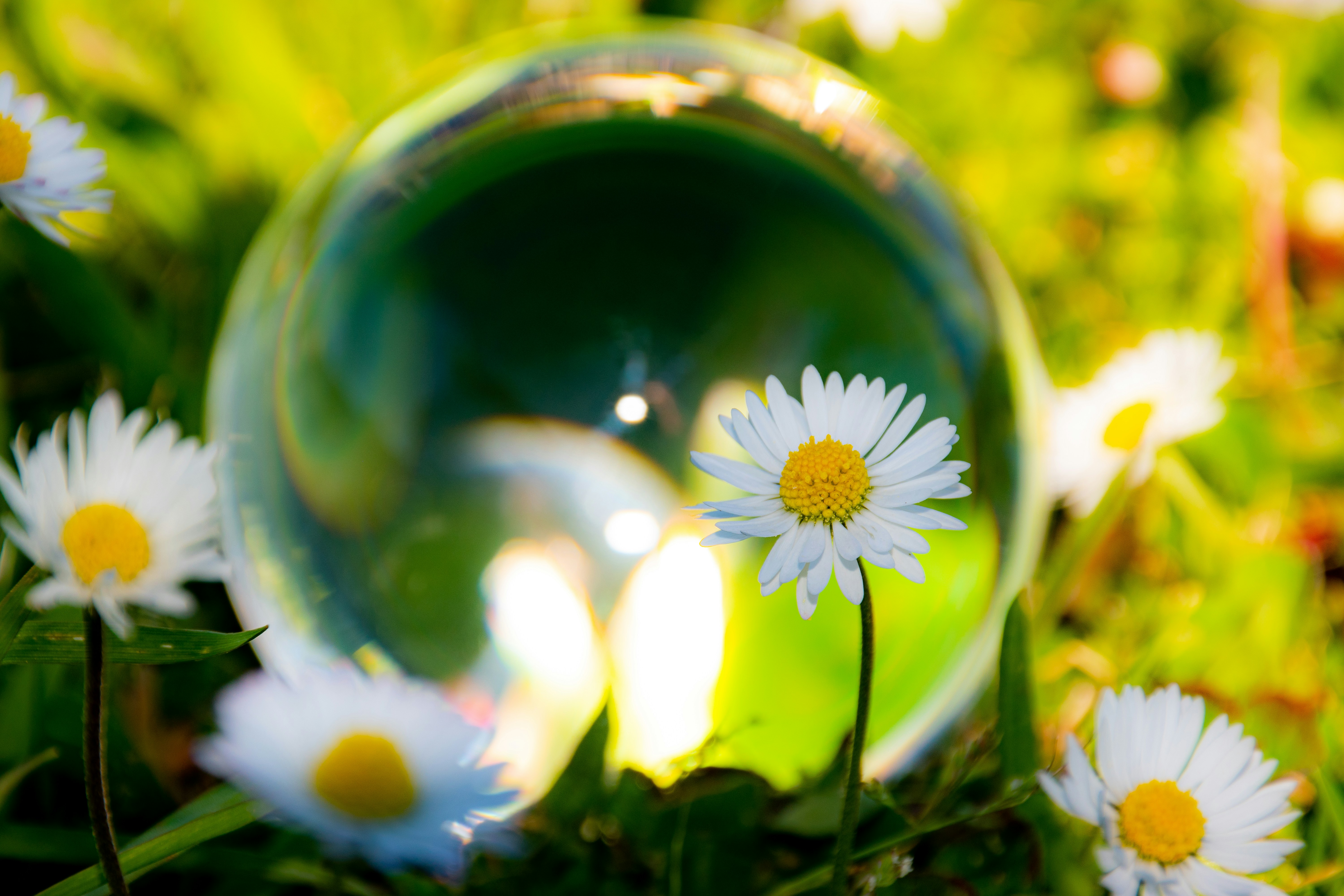 Daisy Spotlight Within a Glassy Bubble