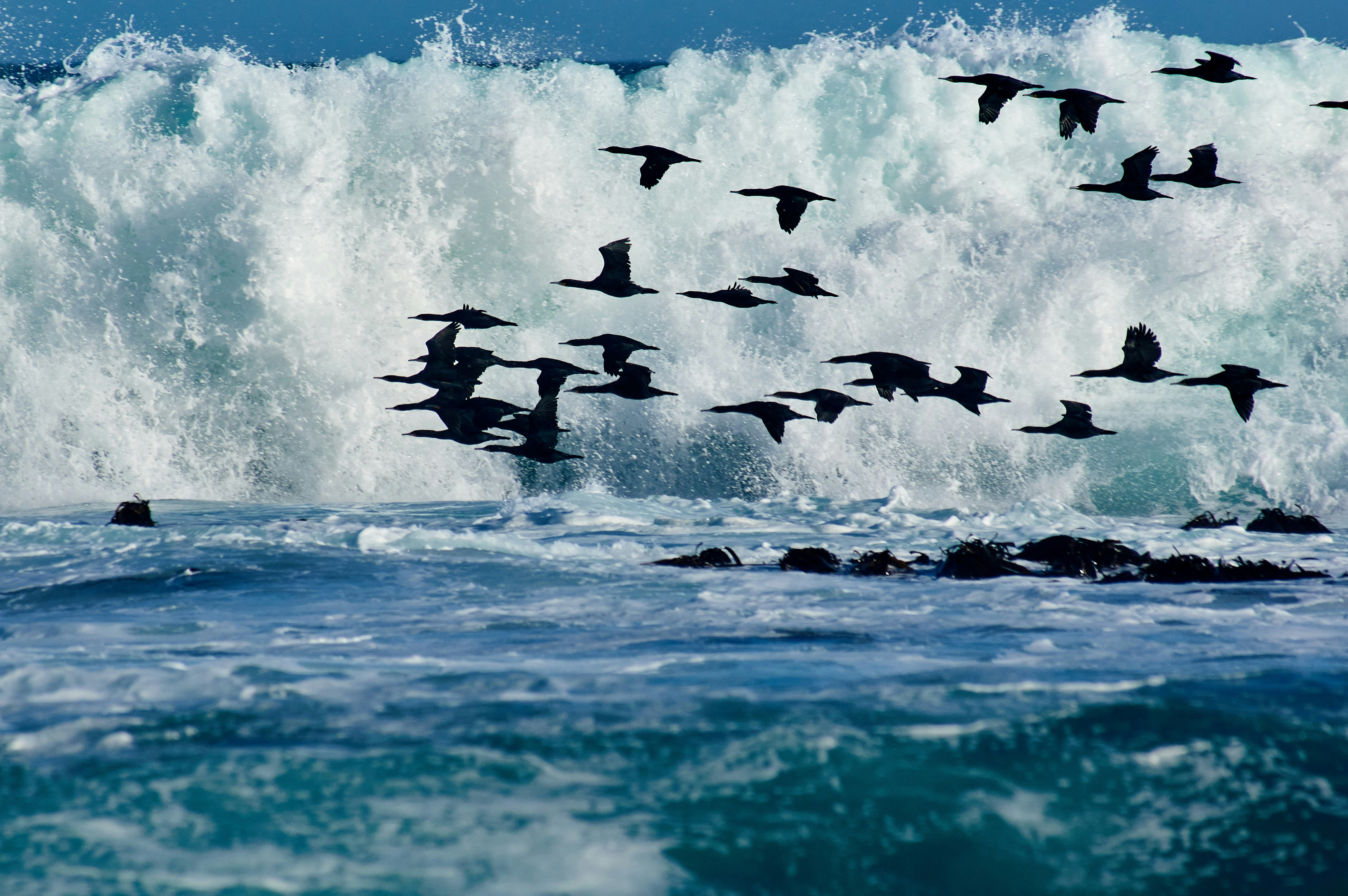 Winged Assembly at the Crest: Birds in Flight Above a Turbulent Wave